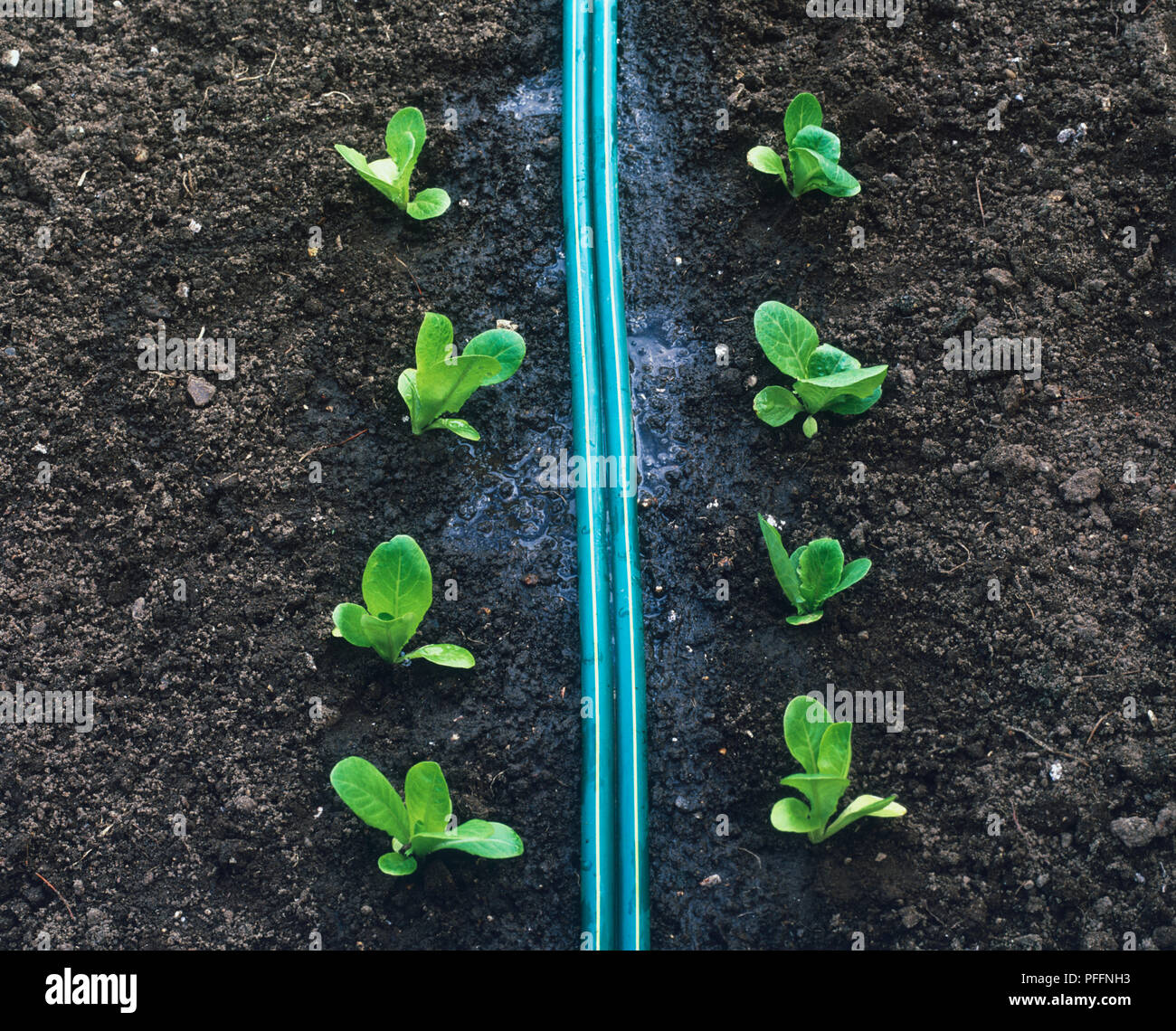 Watering vegetable seedlings with hose, close-up Stock Photo - Alamy