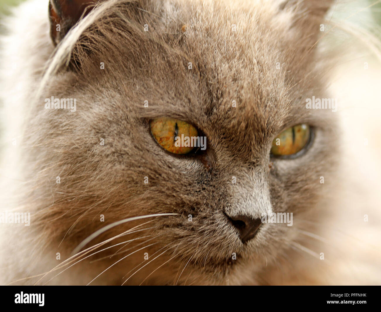Face nose eyes curious hi-res stock photography and images - Alamy
