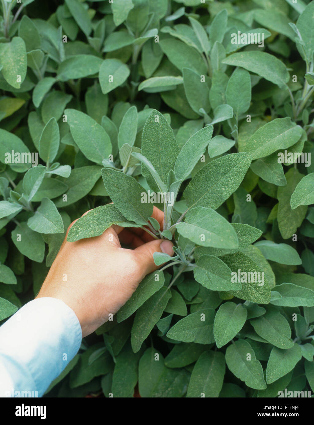 Sage in hand hi-res stock photography and images - Alamy