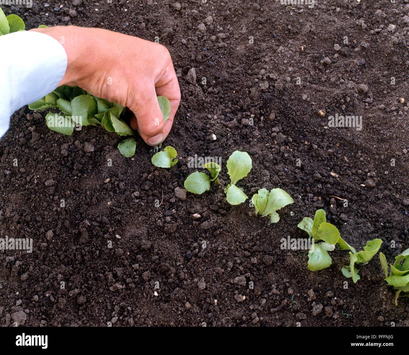 Thinning vegetable seedlings hi-res stock photography and images - Alamy