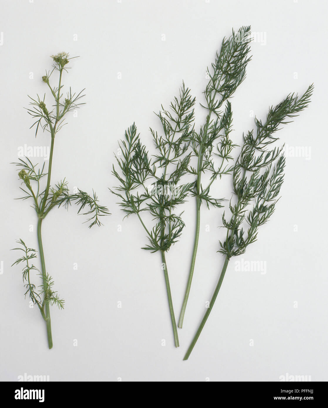 Carum carvi (Caraway), stem with tiny flowers and stems with leaves ...