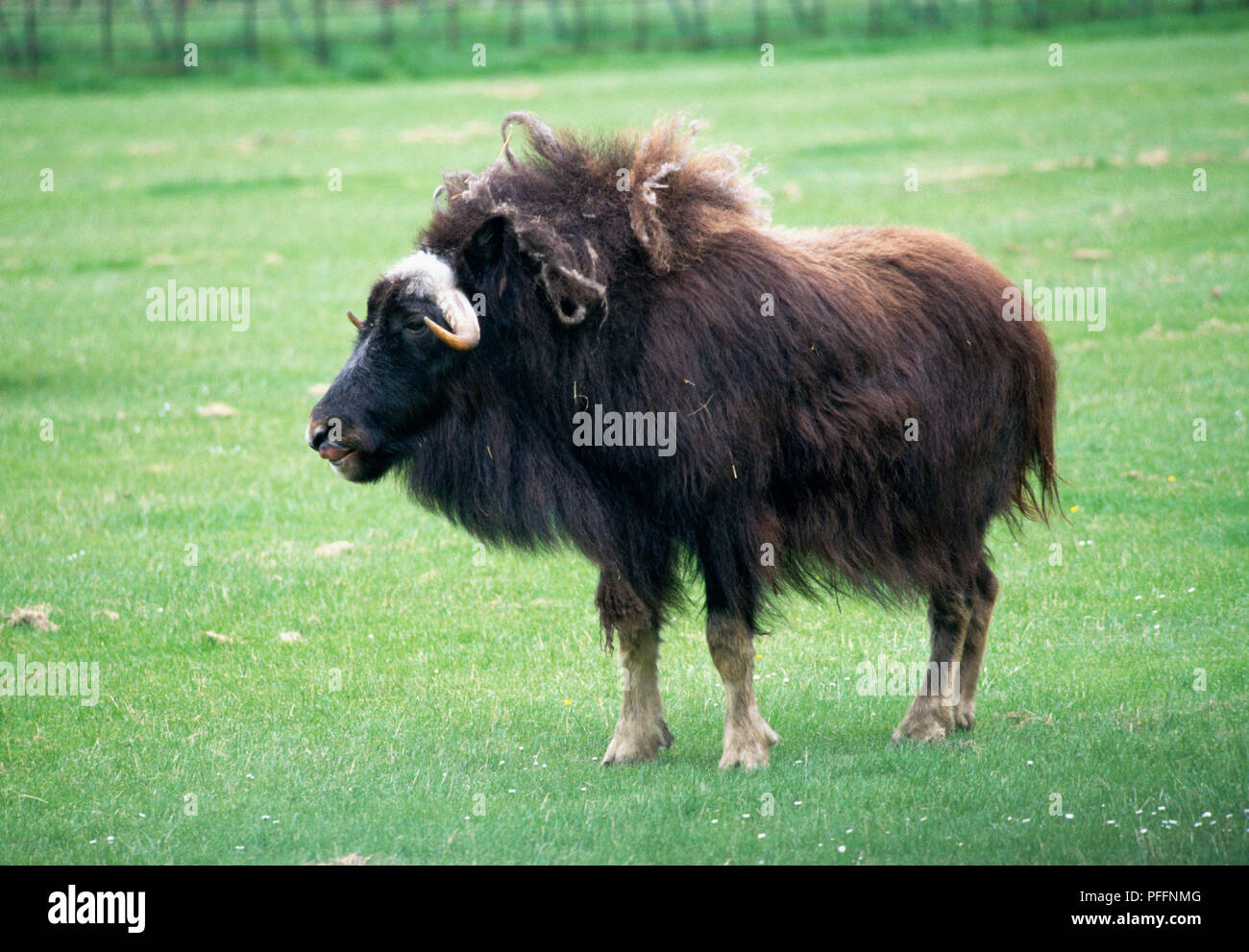 Musk Ox (Ovibus moschatus) in field, side view Stock Photo - Alamy