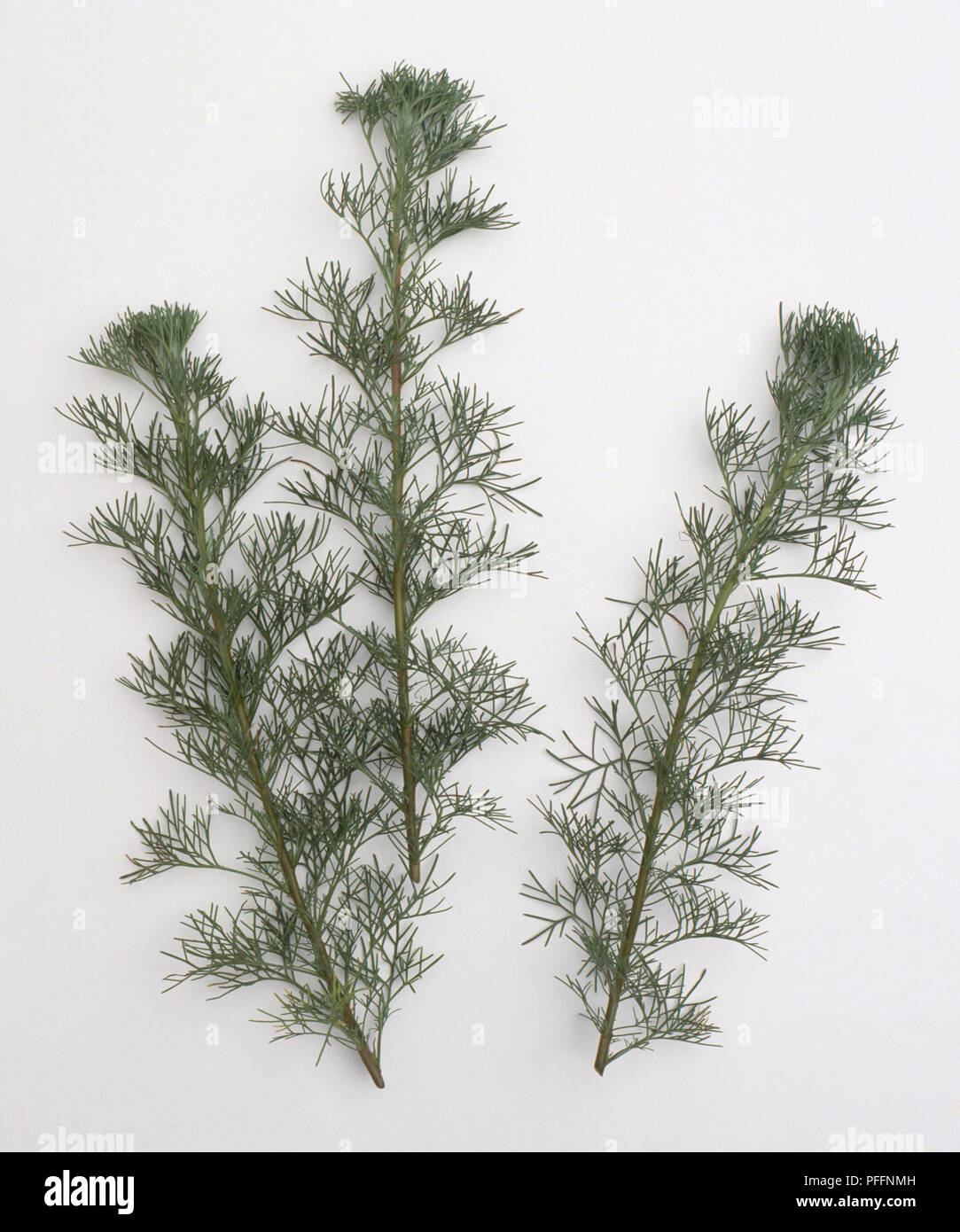 Three branches hi-res stock photography and images - Alamy