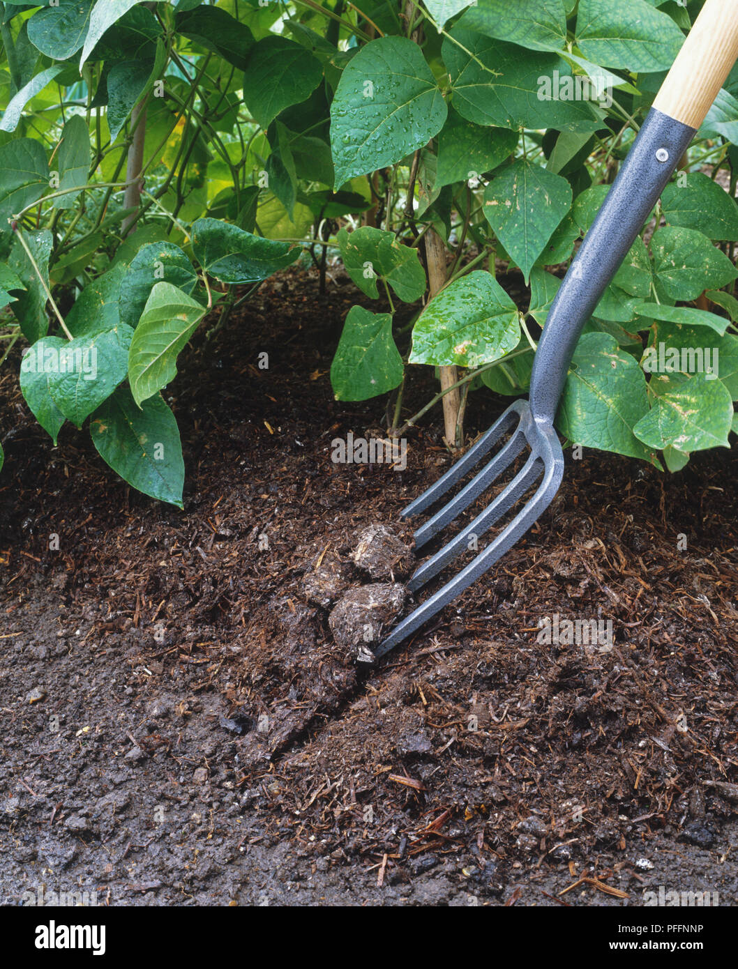 Digging mulch using garden fork in front of runner bean plants Stock ...