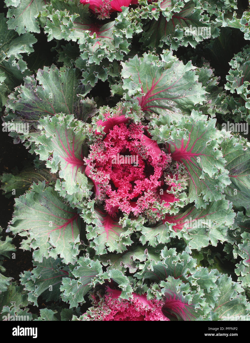 Western brassicas hi-res stock photography and images - Alamy