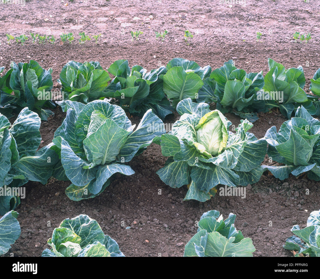 Rows of cabbages growing outdoors in soil Stock Photo - Alamy