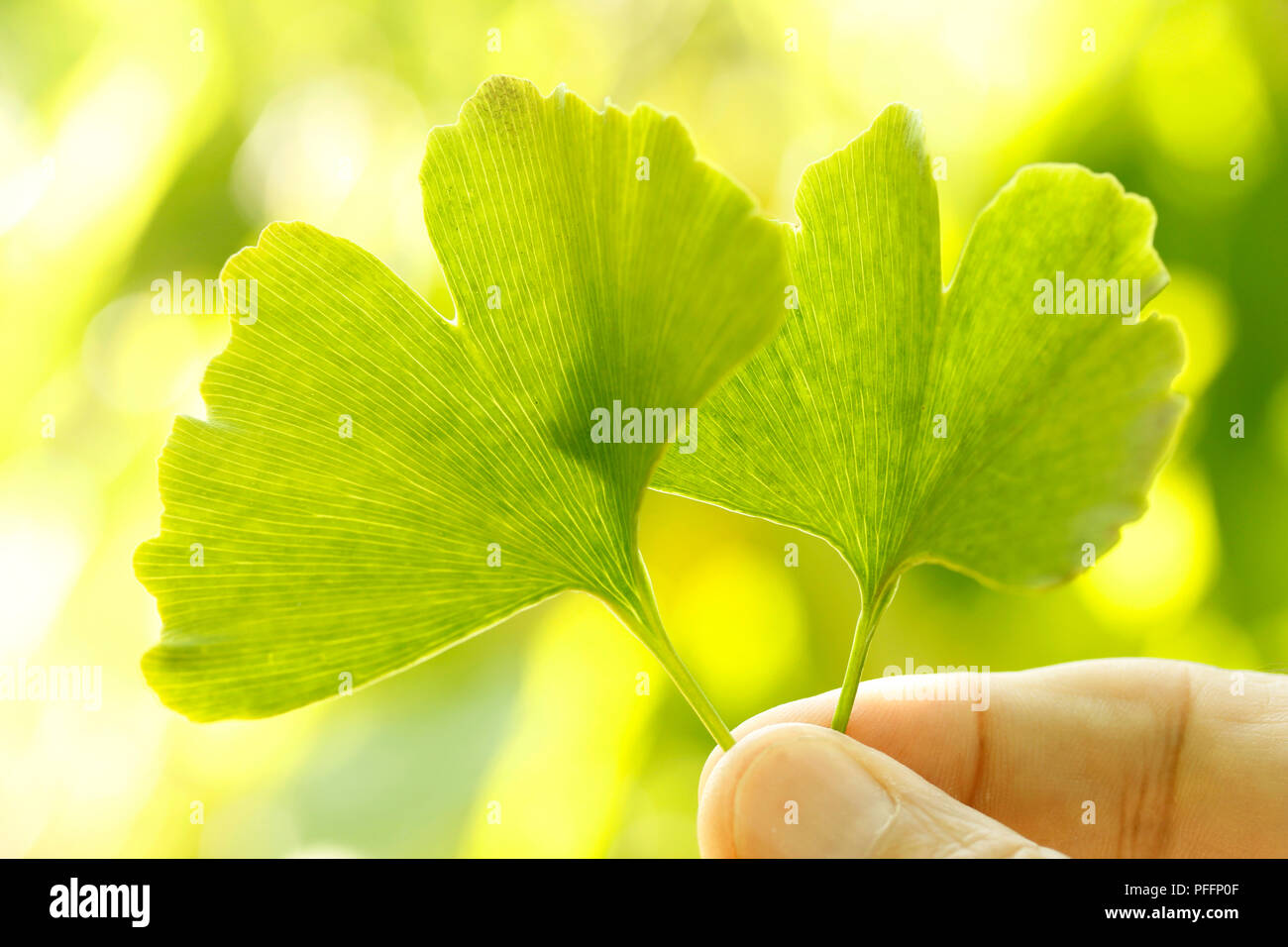Hand shaped leaves hi-res stock photography and images - Alamy