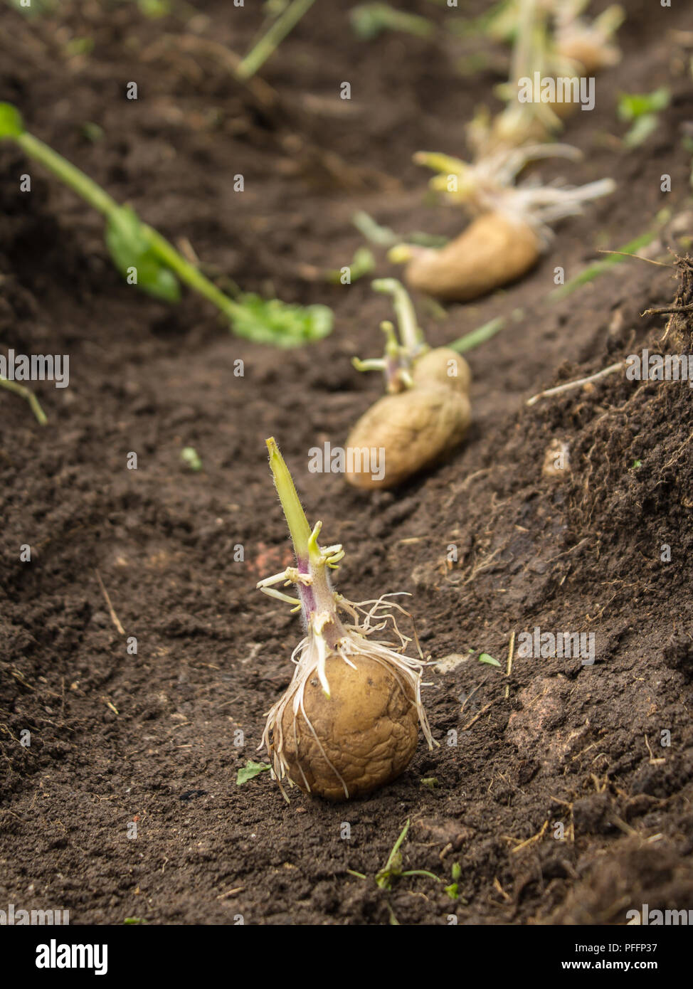 Potato agriculture process hi-res stock photography and images - Alamy