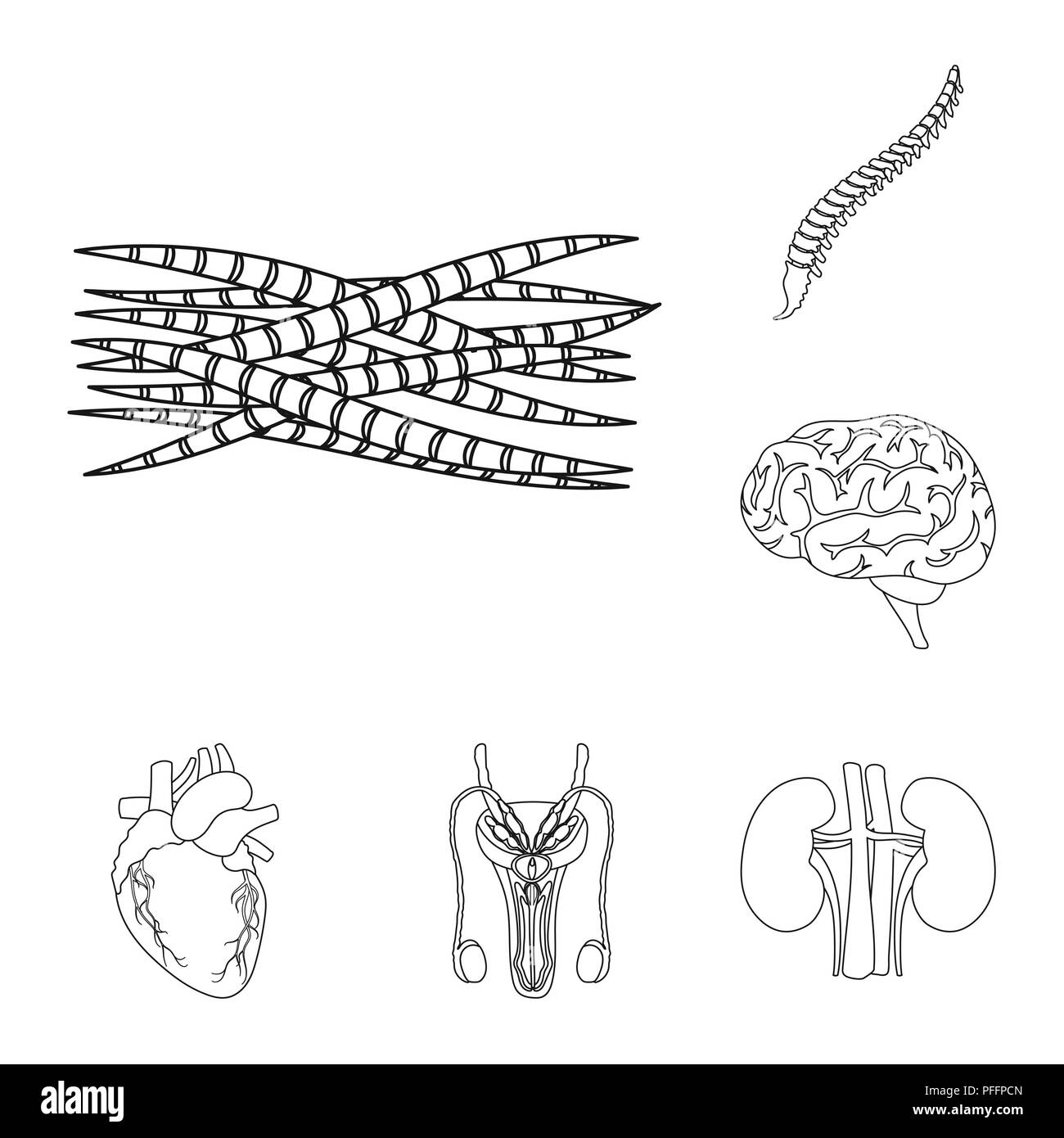 Internal organs of a human outline icons in set collection for design ...