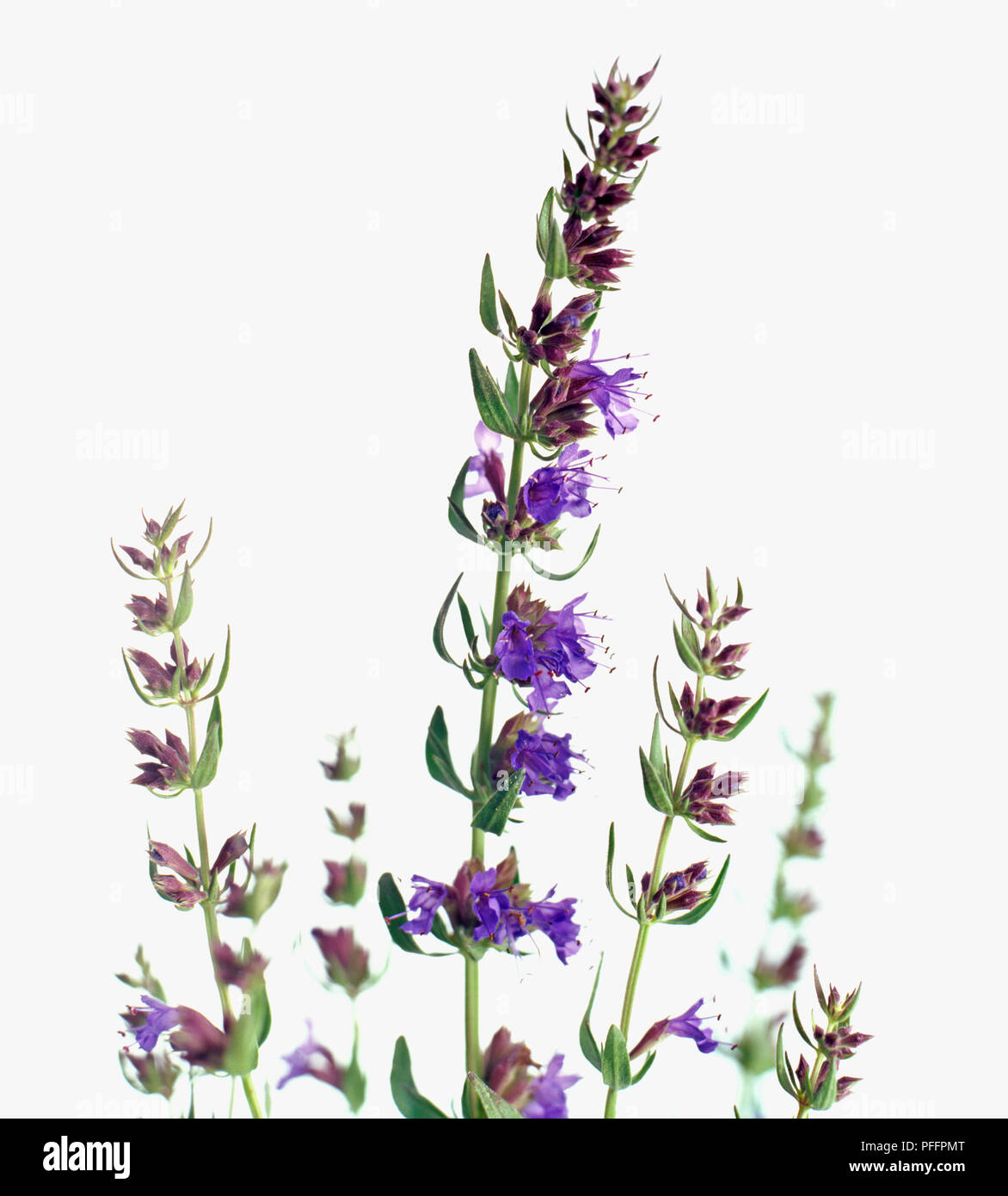 Tubular flowers hi-res stock photography and images - Alamy