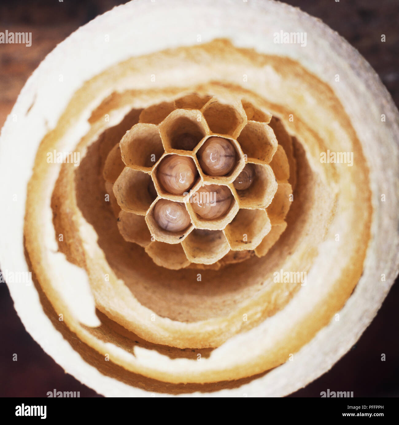Wasp grubs developing in paper cells made by Queen Wasp Stock Photo - Alamy