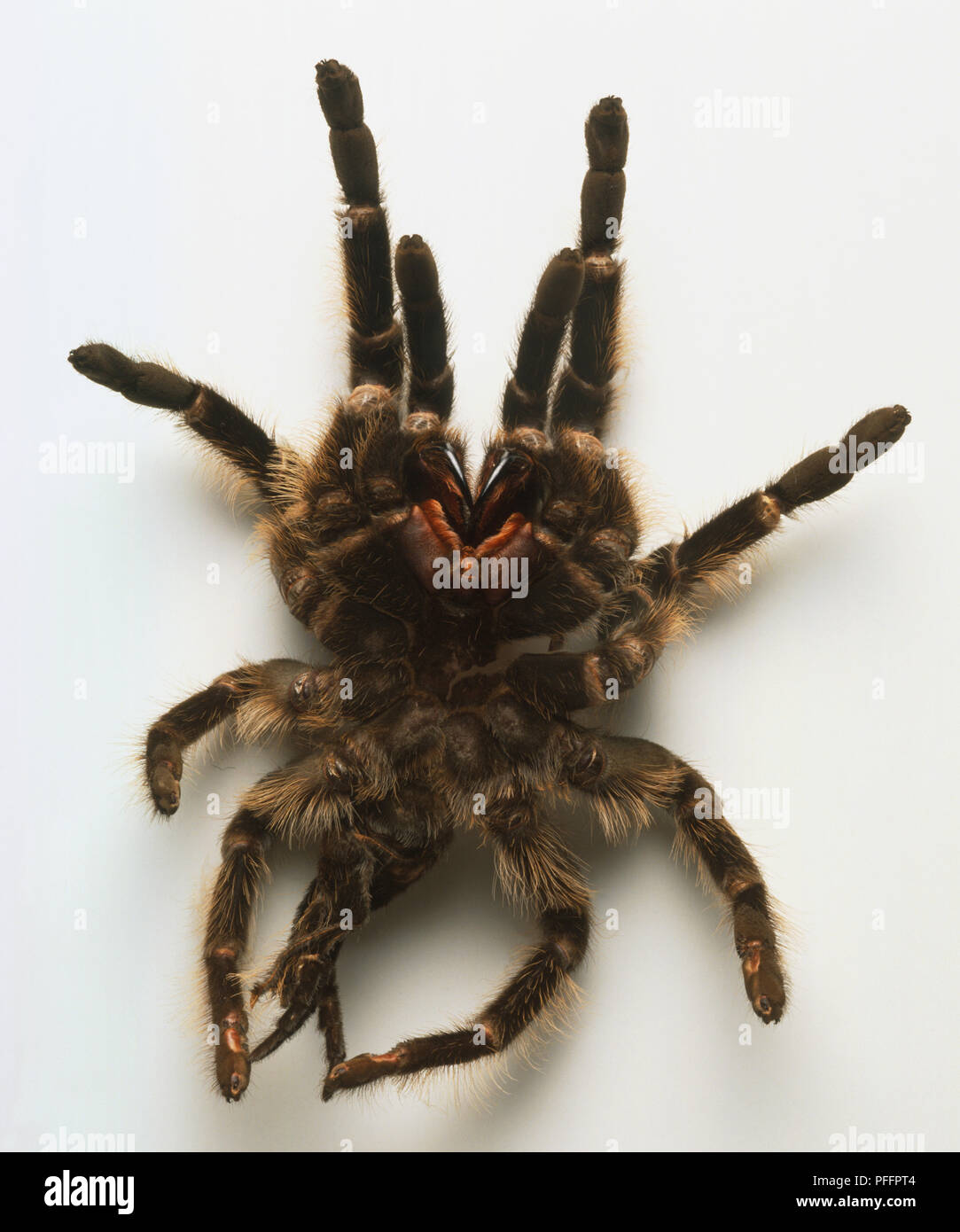 Hairy exoskeleton of a tarantula spider, above view Stock Photo - Alamy
