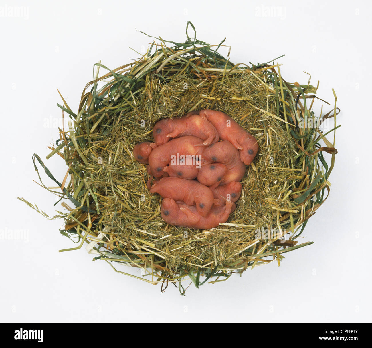 New-born litter of mice in nest Stock Photo - Alamy
