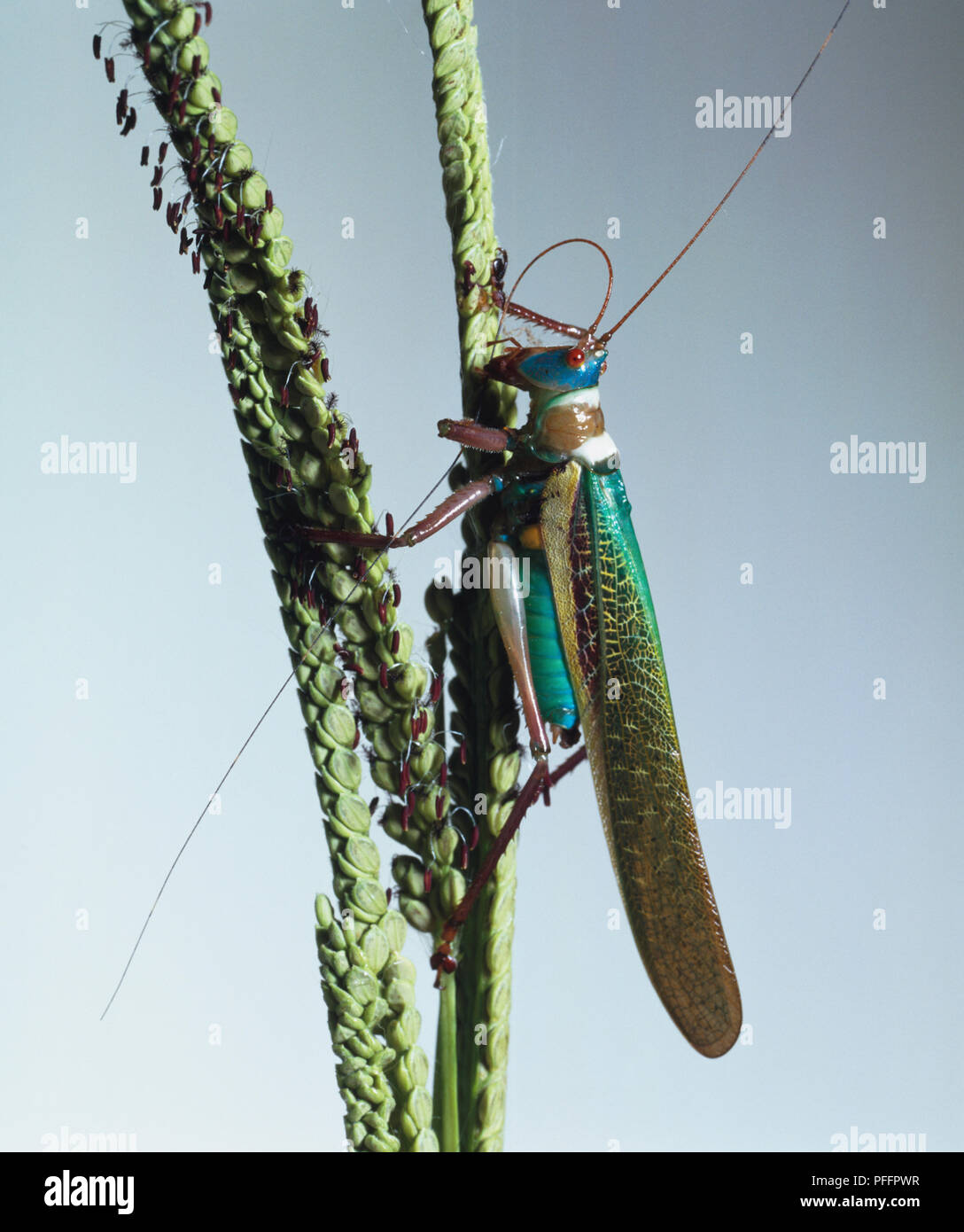 Cricket on plant hi-res stock photography and images - Alamy