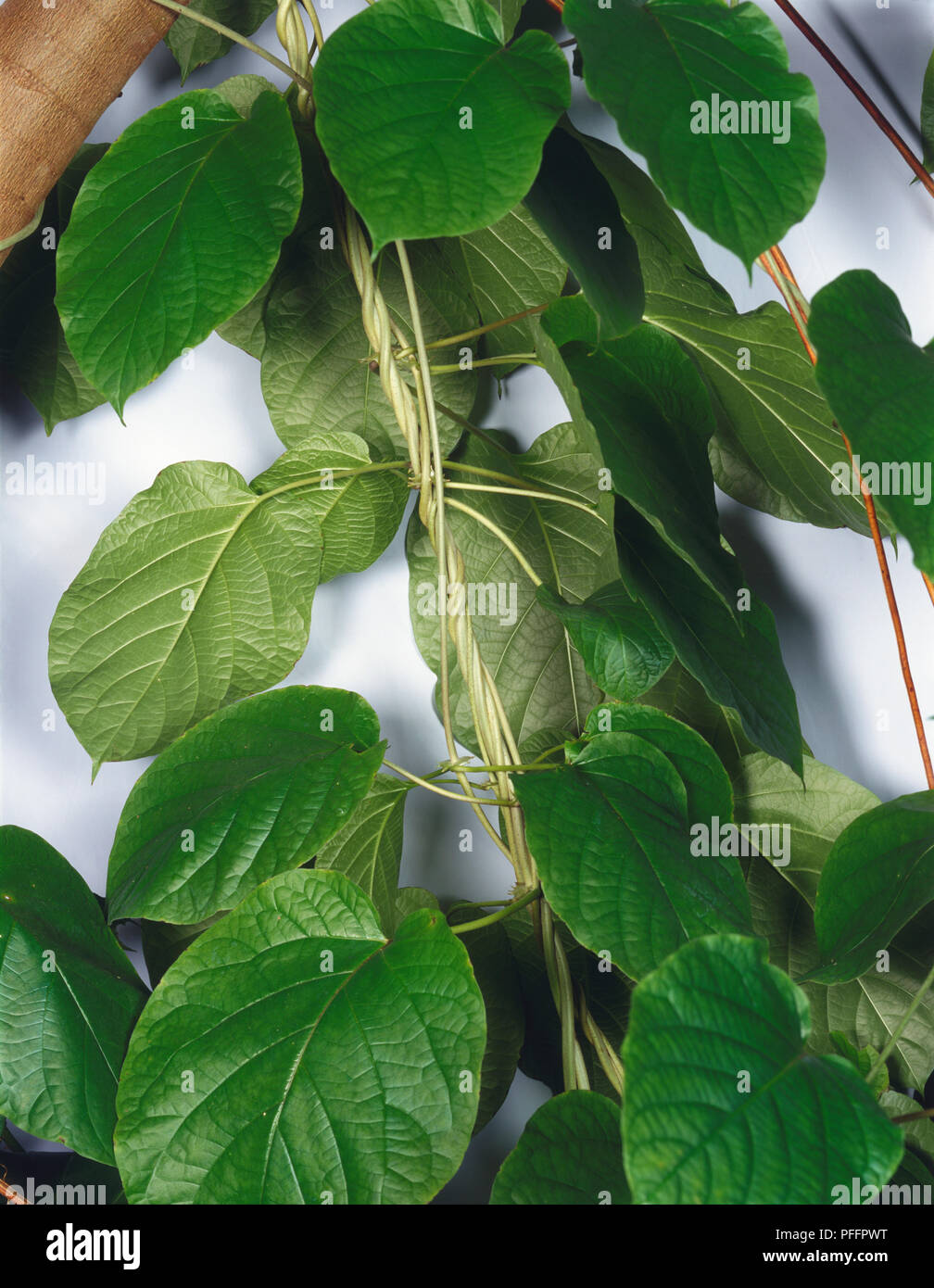 Mondia whitei hi-res stock photography and images - Alamy