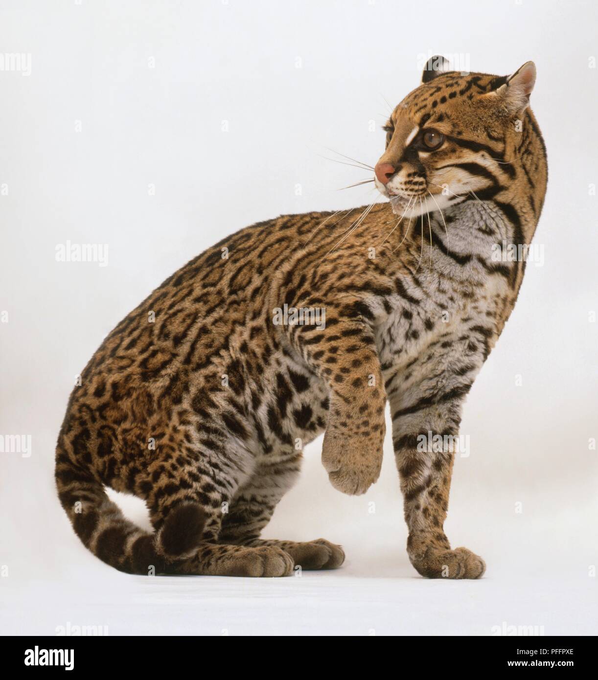 Ocelot (Felis pardalis) raising front paw Stock Photo - Alamy