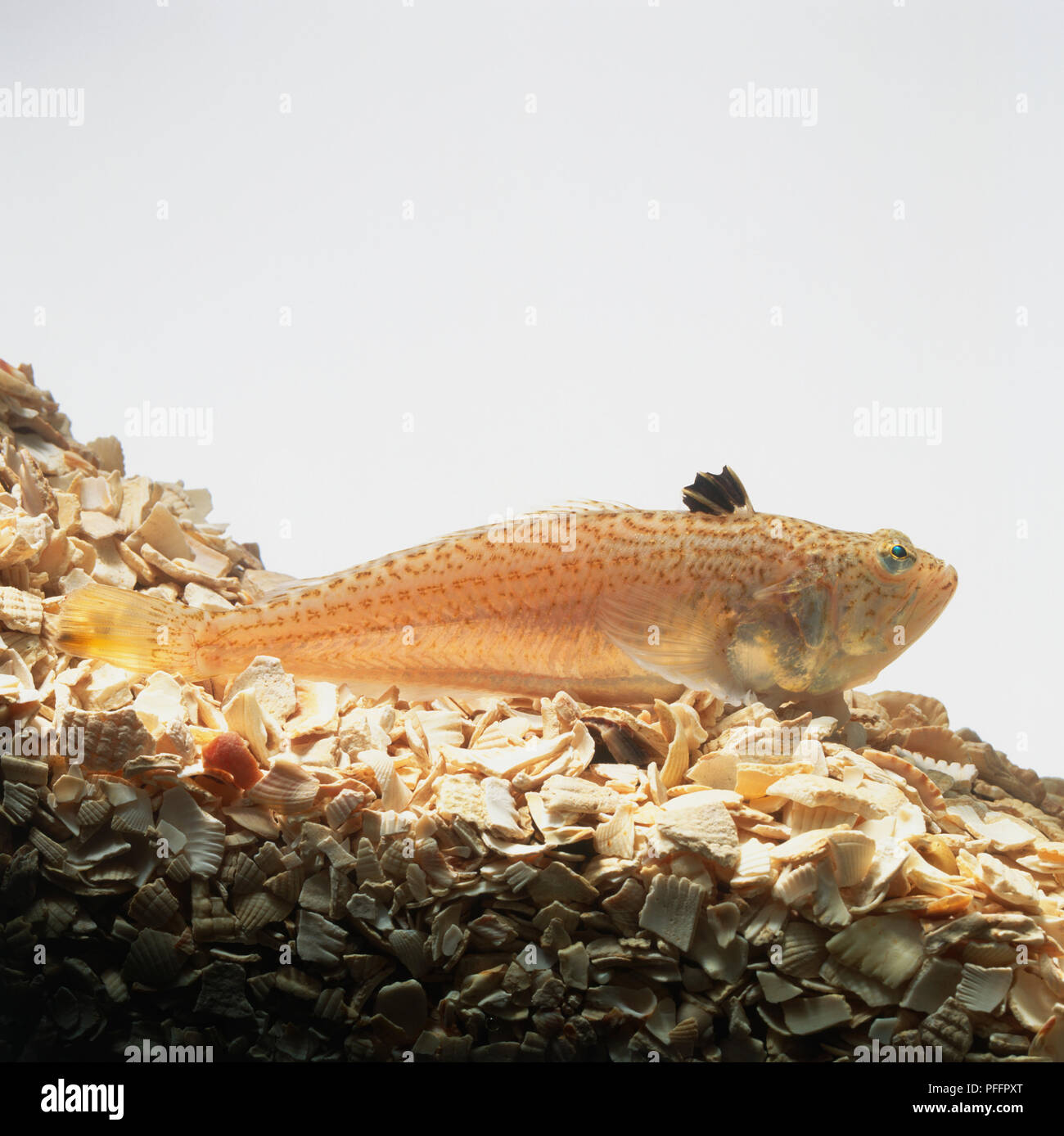Lesser weever (Echiichthys vipera) swimming near bottom Stock Photo - Alamy