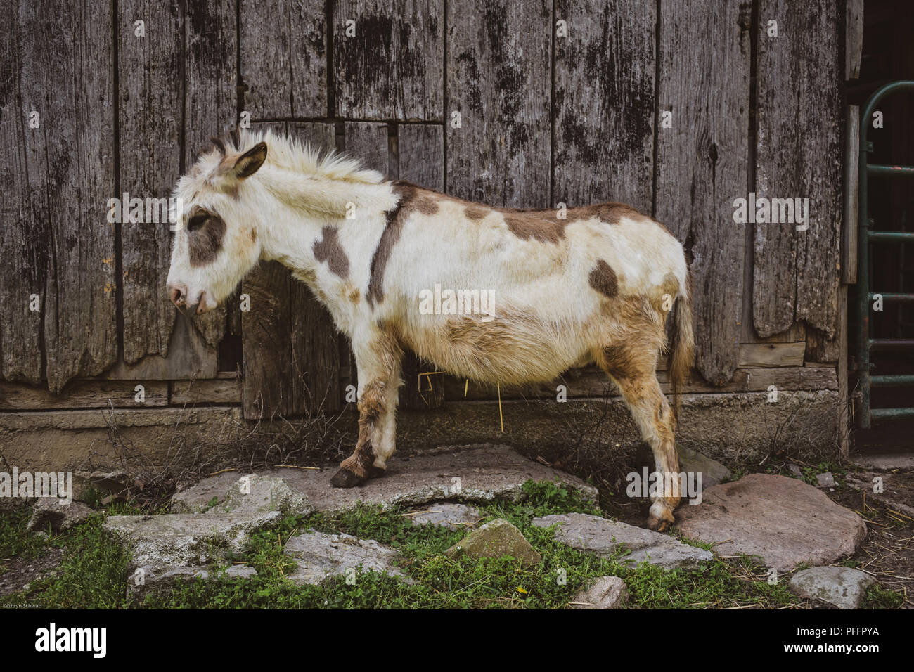 Brown and White Miniature Donkey in Front of Barn Stock Photo - Alamy