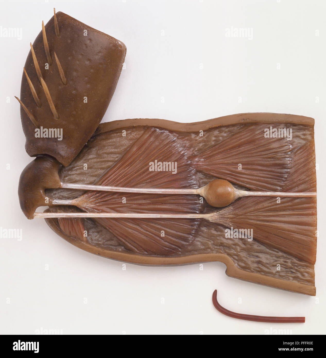 Cross-section model of cat flea's back leg Stock Photo - Alamy