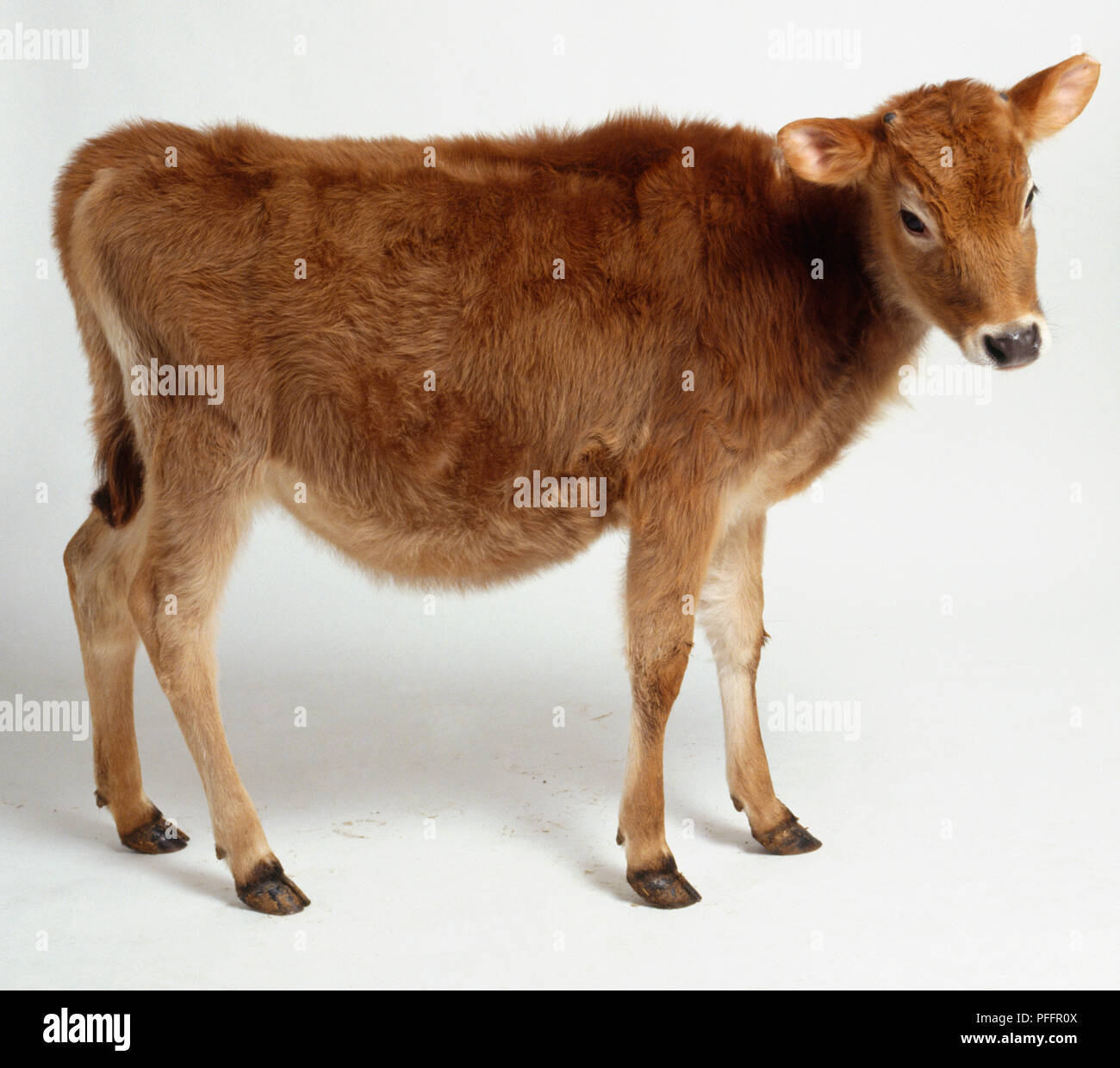 Jersey calf, aged 5 months, thick winter coat, tan coloured fur ...