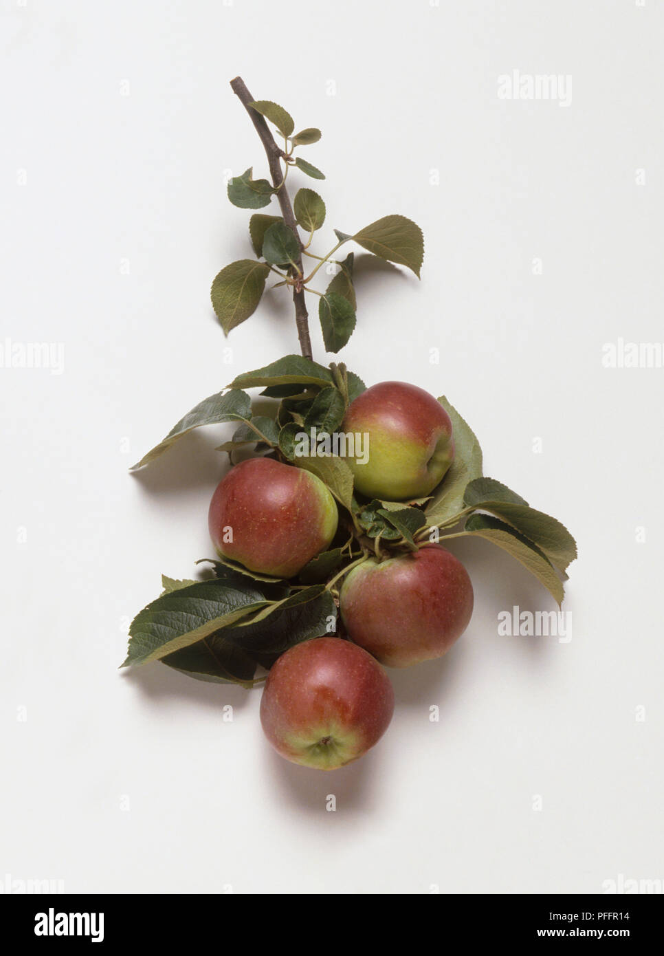 Apples worcester pearmain hi-res stock photography and images - Alamy