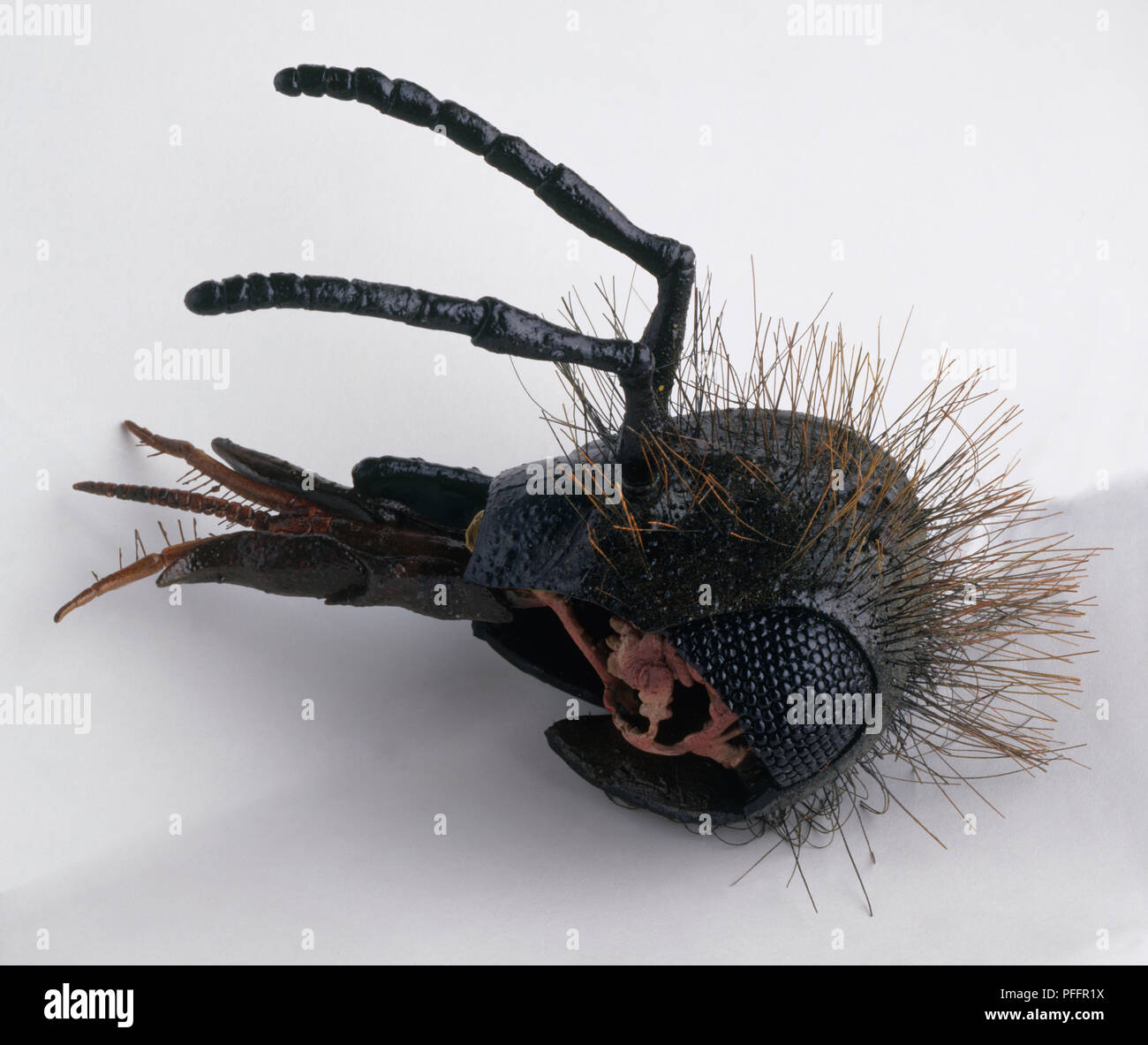 Cross-section model of a worker honey bee's head Stock Photo - Alamy