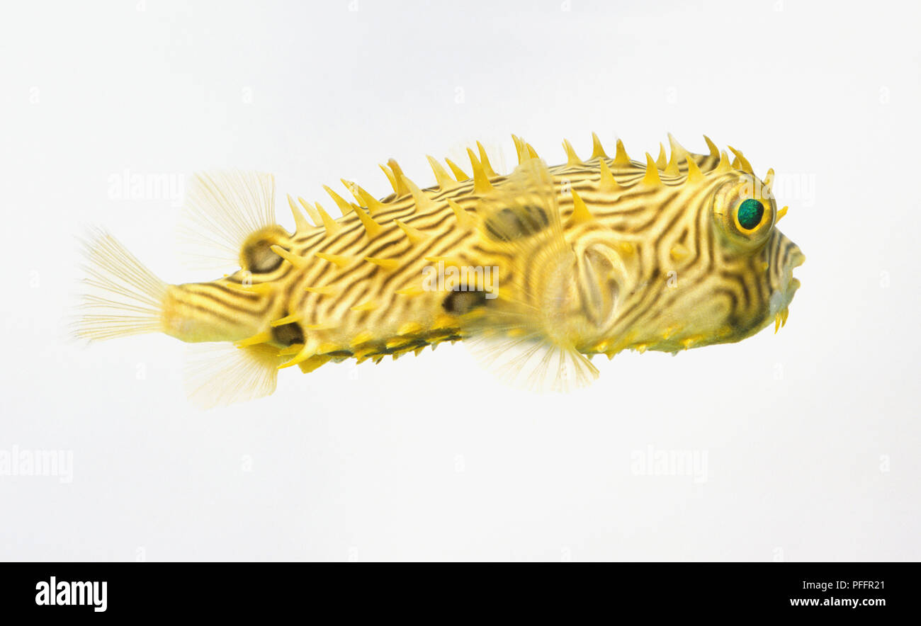 Defensive markings hi-res stock photography and images - Alamy