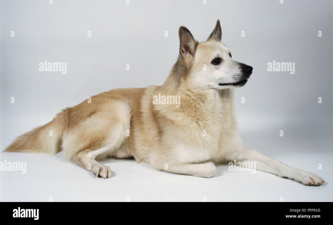 Mix Di Buhund Norvegese