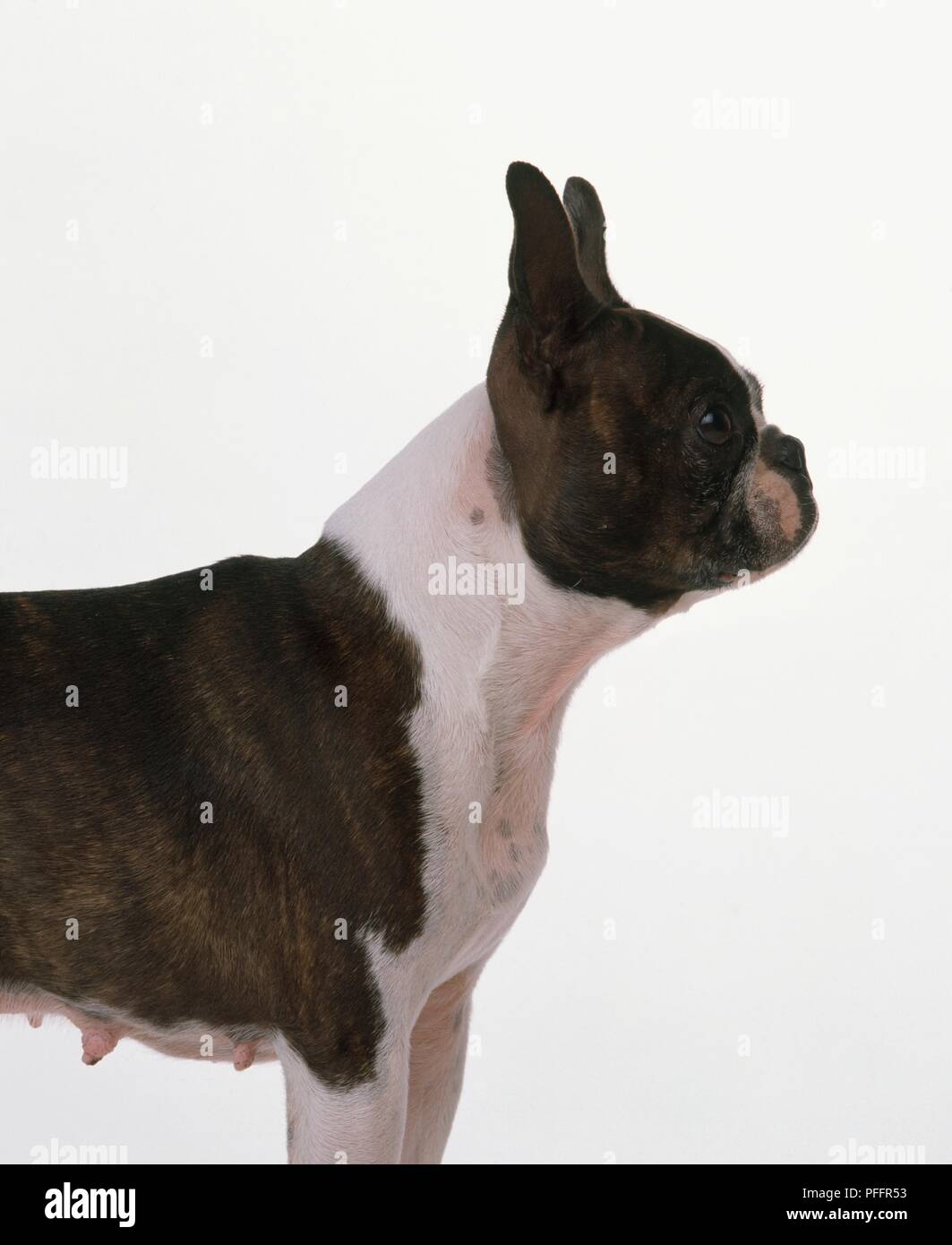 Boston Terrier, head and shoulders, side view Stock Photo - Alamy