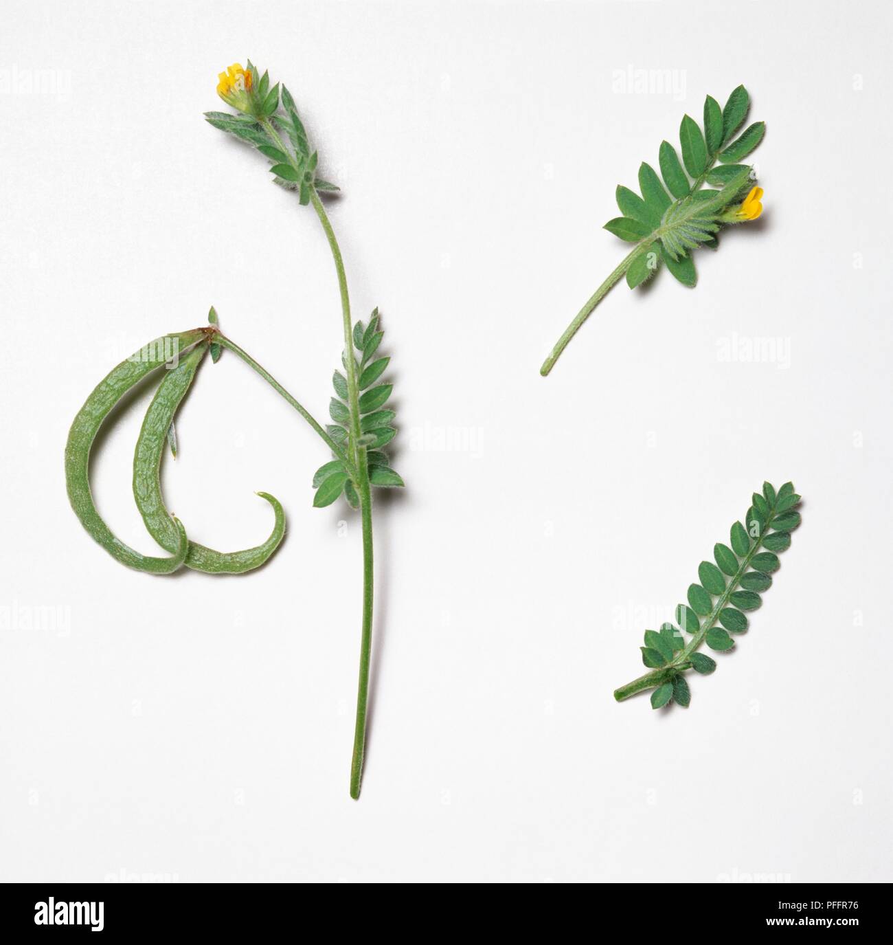 Ornithopus compressus (Yellow Serradella) with yellow flower, small ...