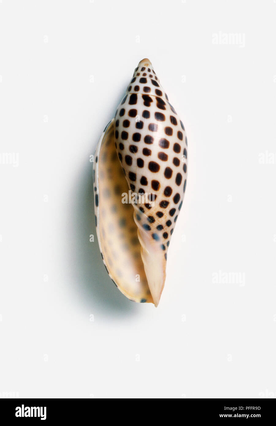 Junonia shell hi-res stock photography and images - Alamy