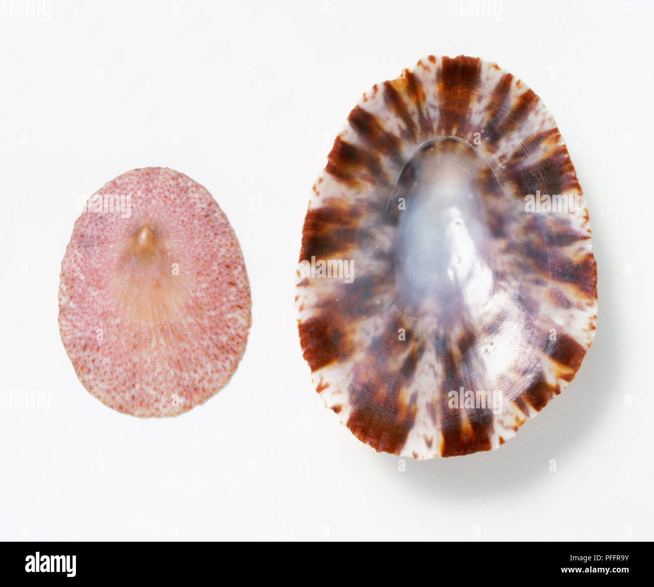 Patella miniata hi-res stock photography and images - Alamy