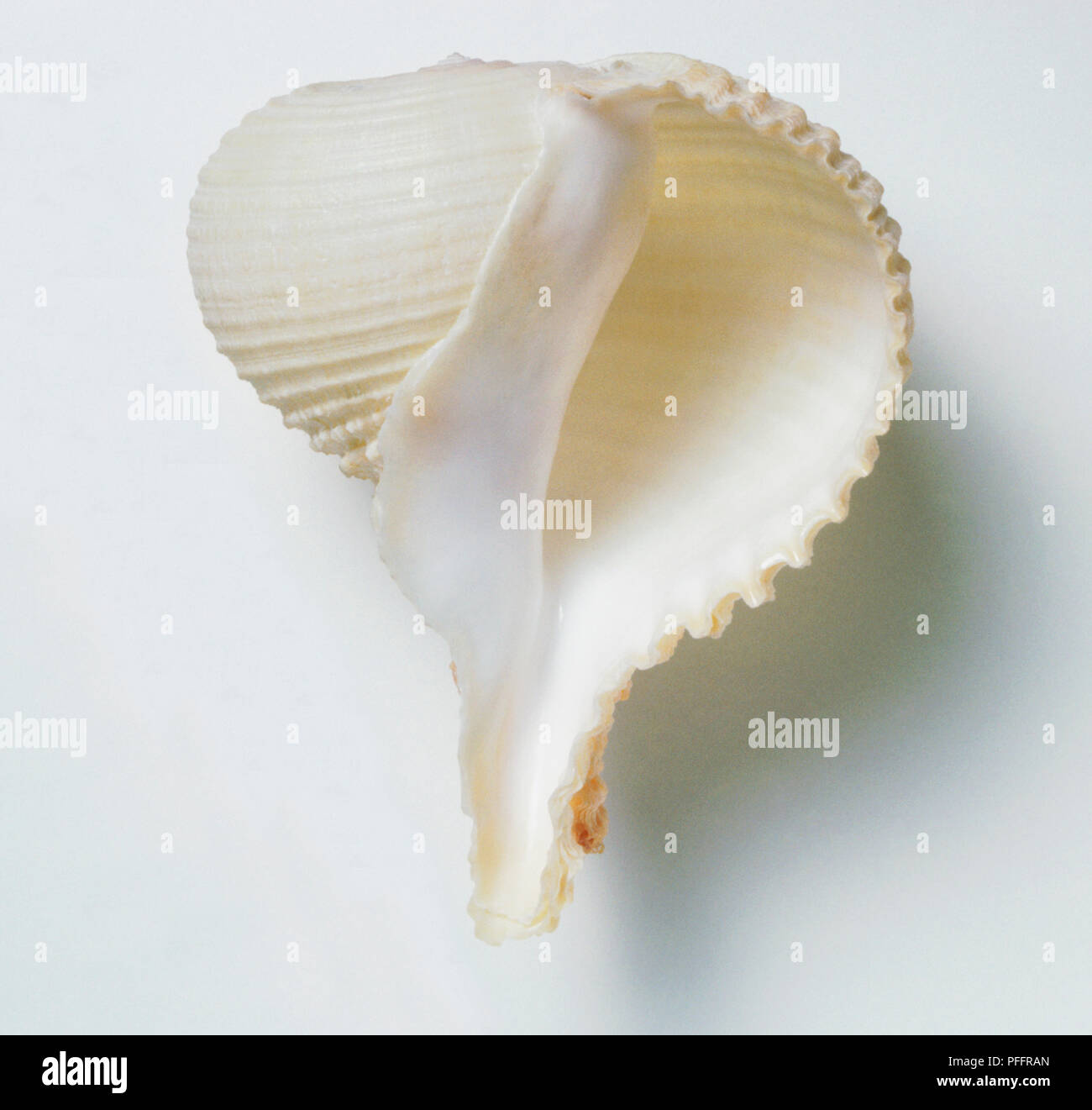 Underside view of Rapa snail shell (Rapa rapa Stock Photo - Alamy