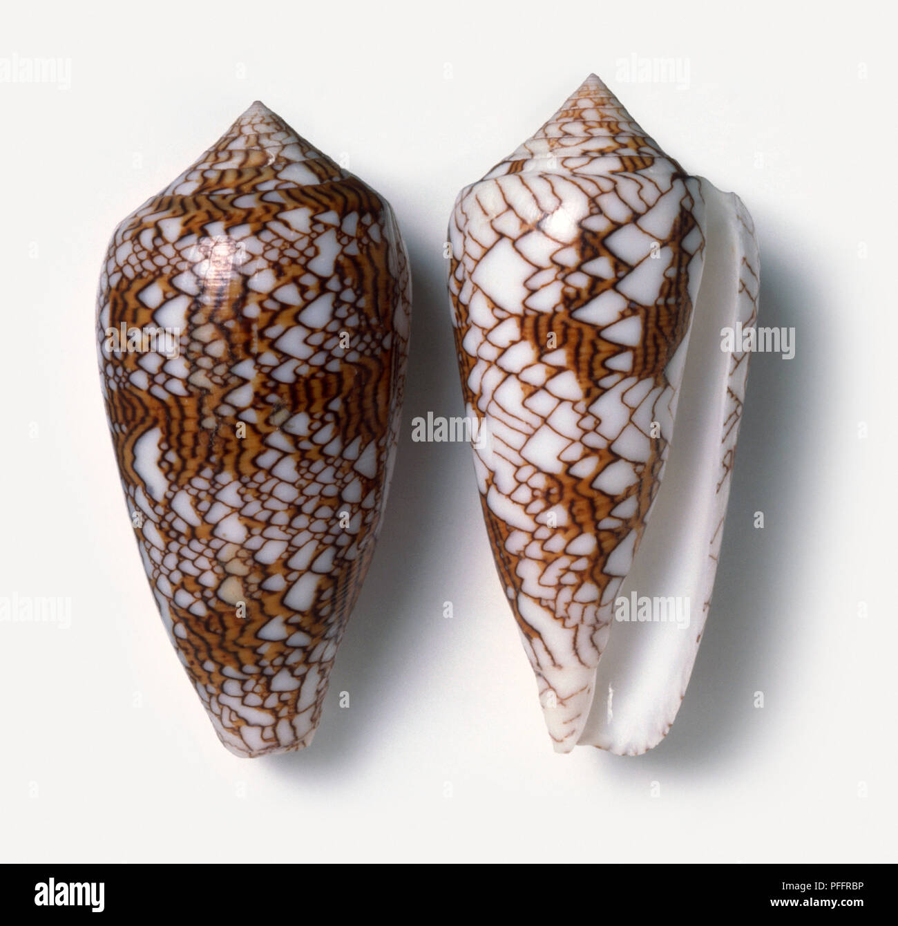 Two Textile cone shells (Conus textile Stock Photo - Alamy