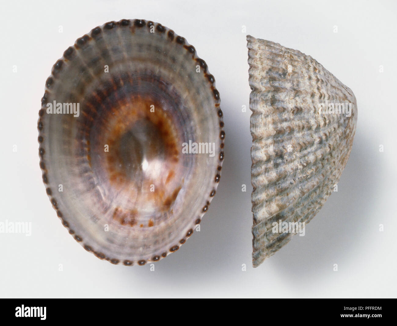 Underside and side view of Golden limpet shell (Nacella deaurata Stock ...