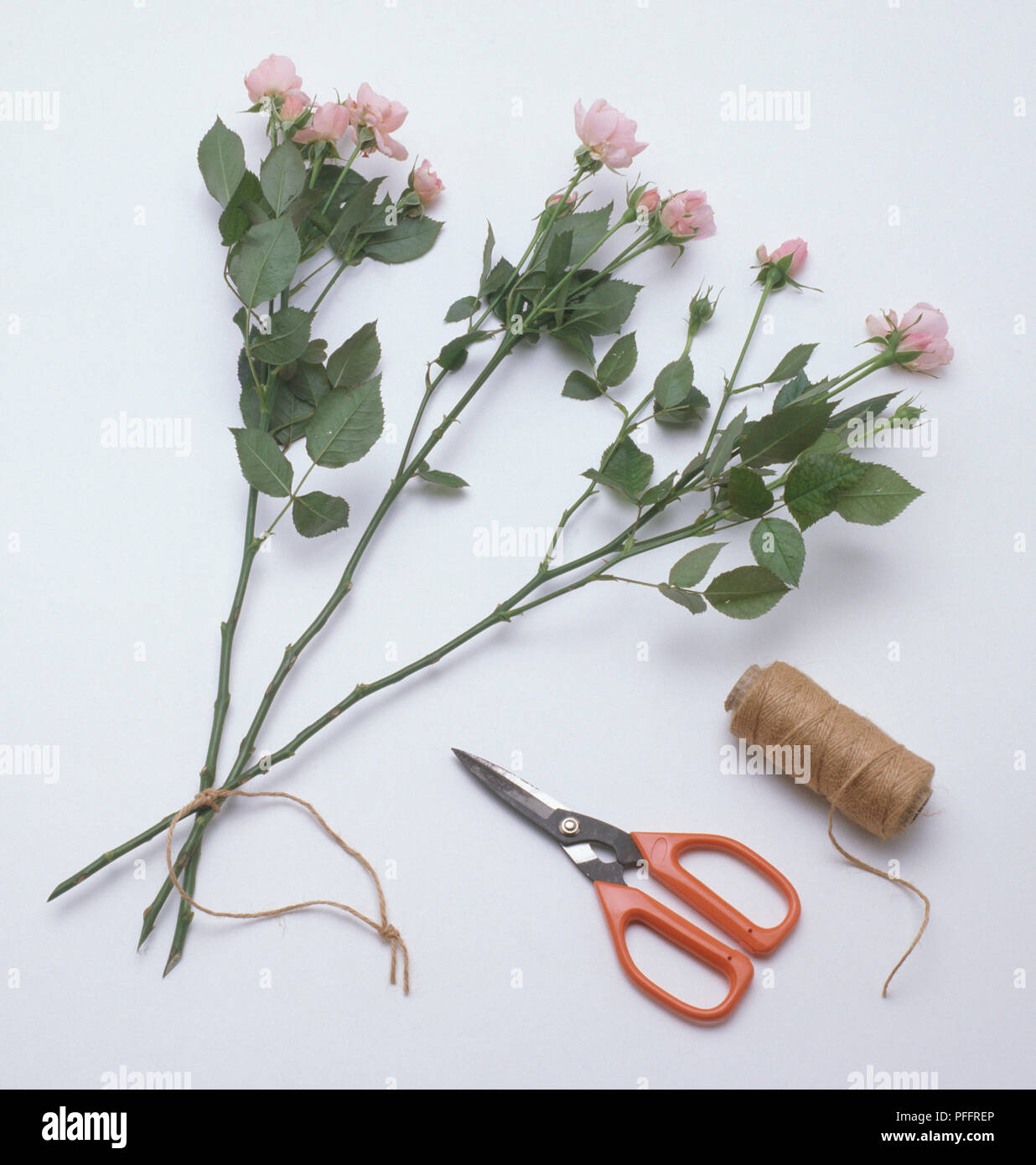 Three roses together hi-res stock photography and images - Alamy