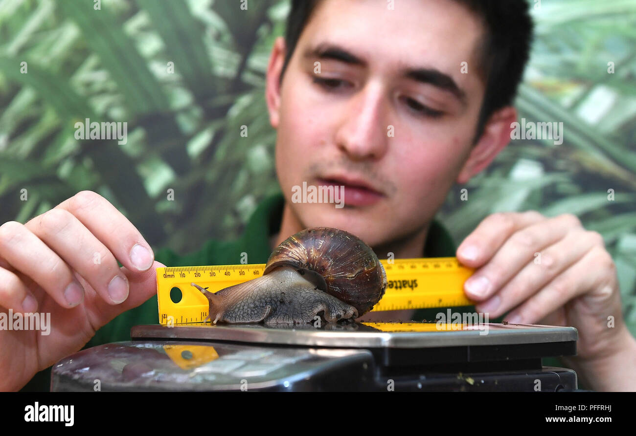 Partula snail hi-res stock photography and images - Alamy