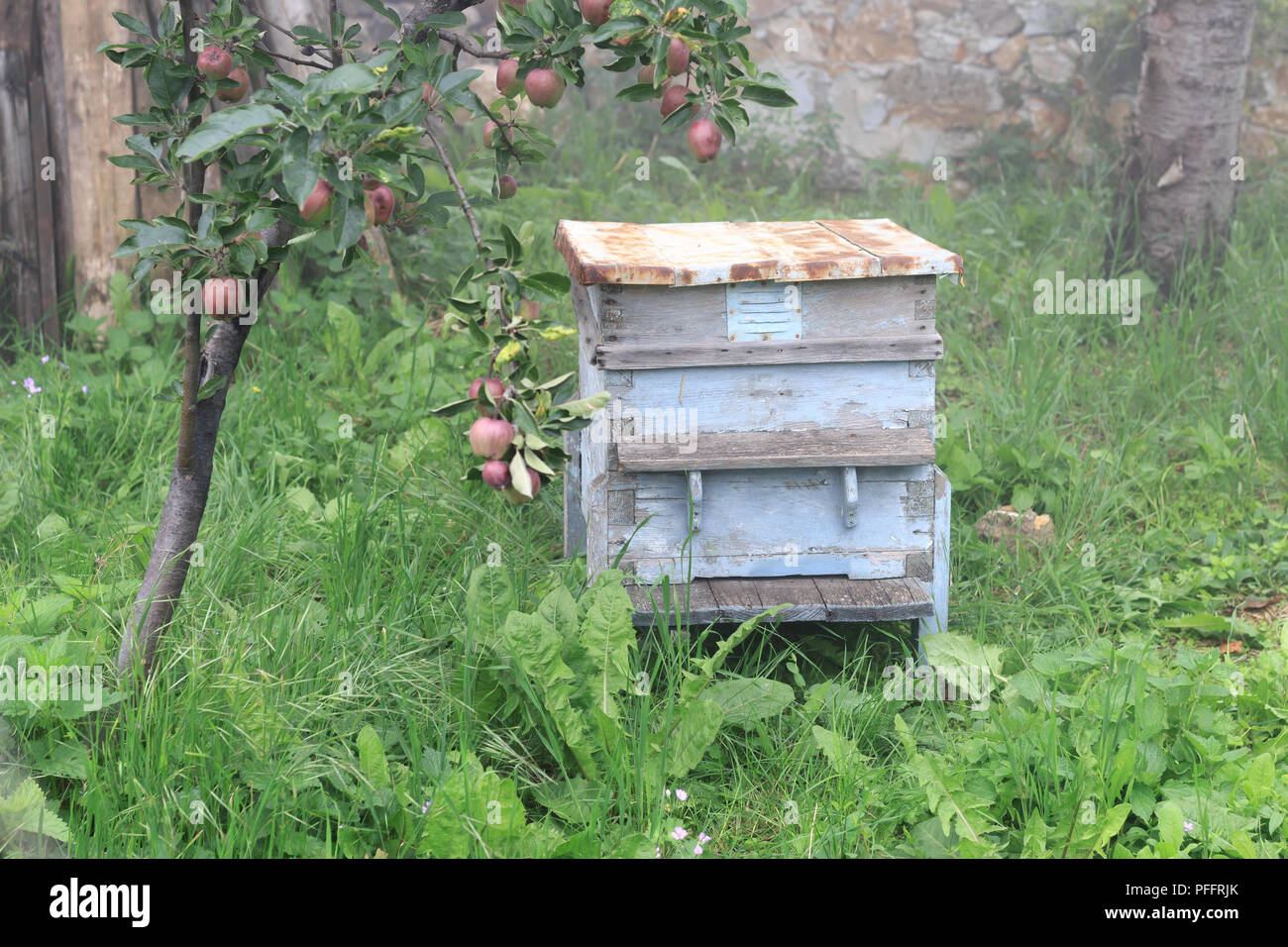 Beehive in tree hi-res stock photography and images - Alamy