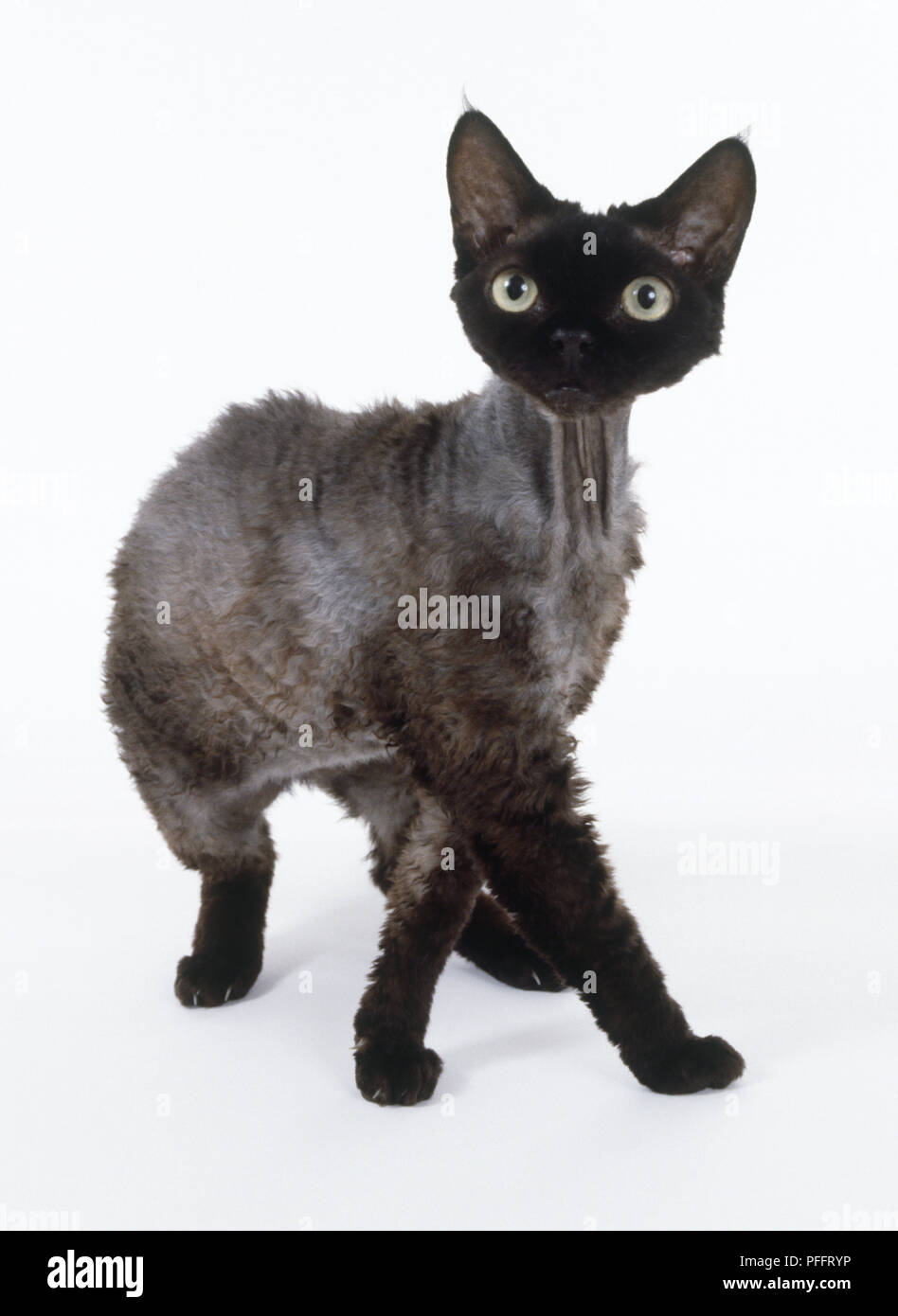 Devon Rex Kitten (Felis catus), side view, looking at camera Stock ...