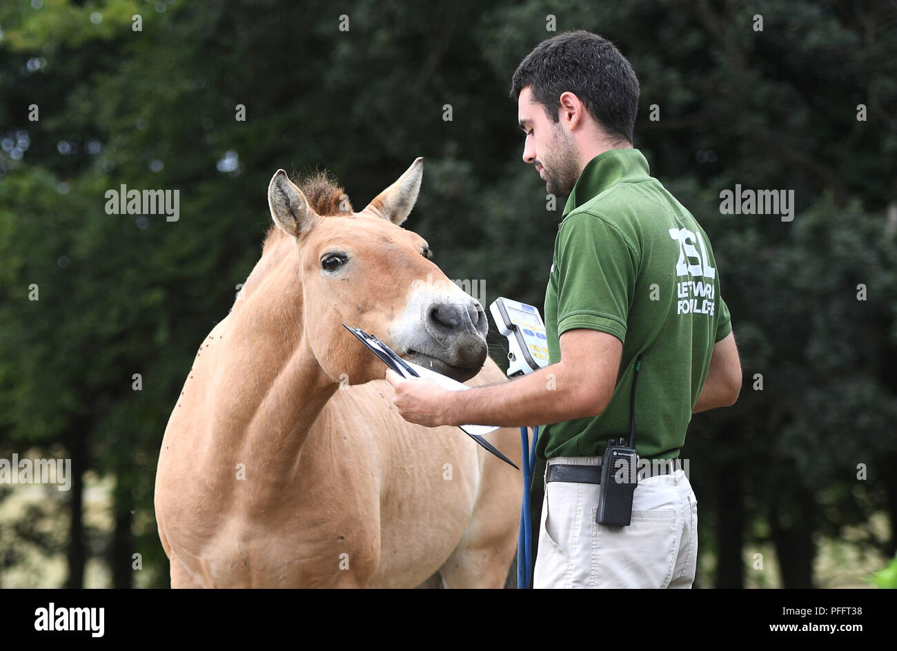 Tuuli przewalskis horse hi-res stock photography and images - Alamy