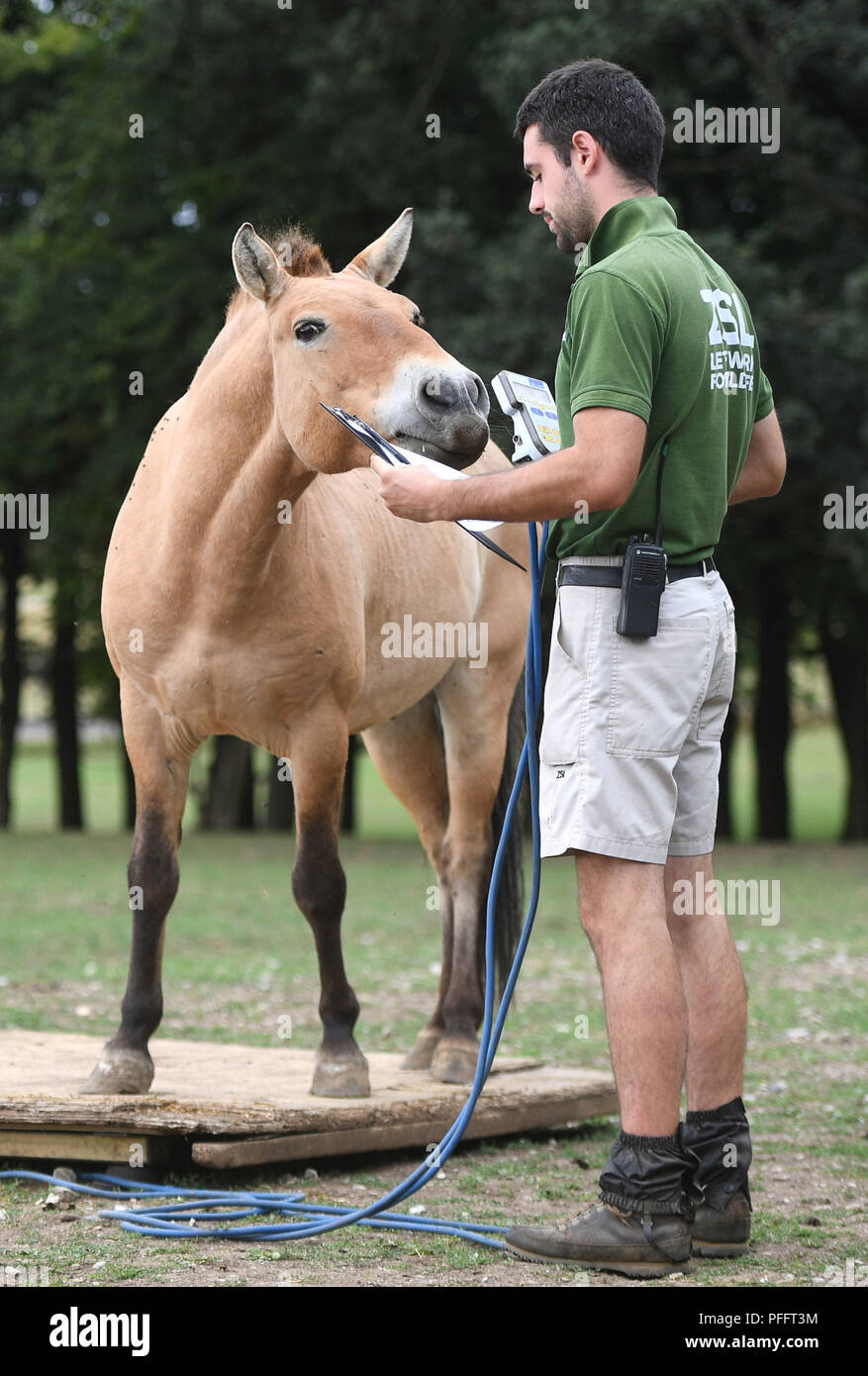 Tuuli przewalskis horse hi-res stock photography and images - Alamy