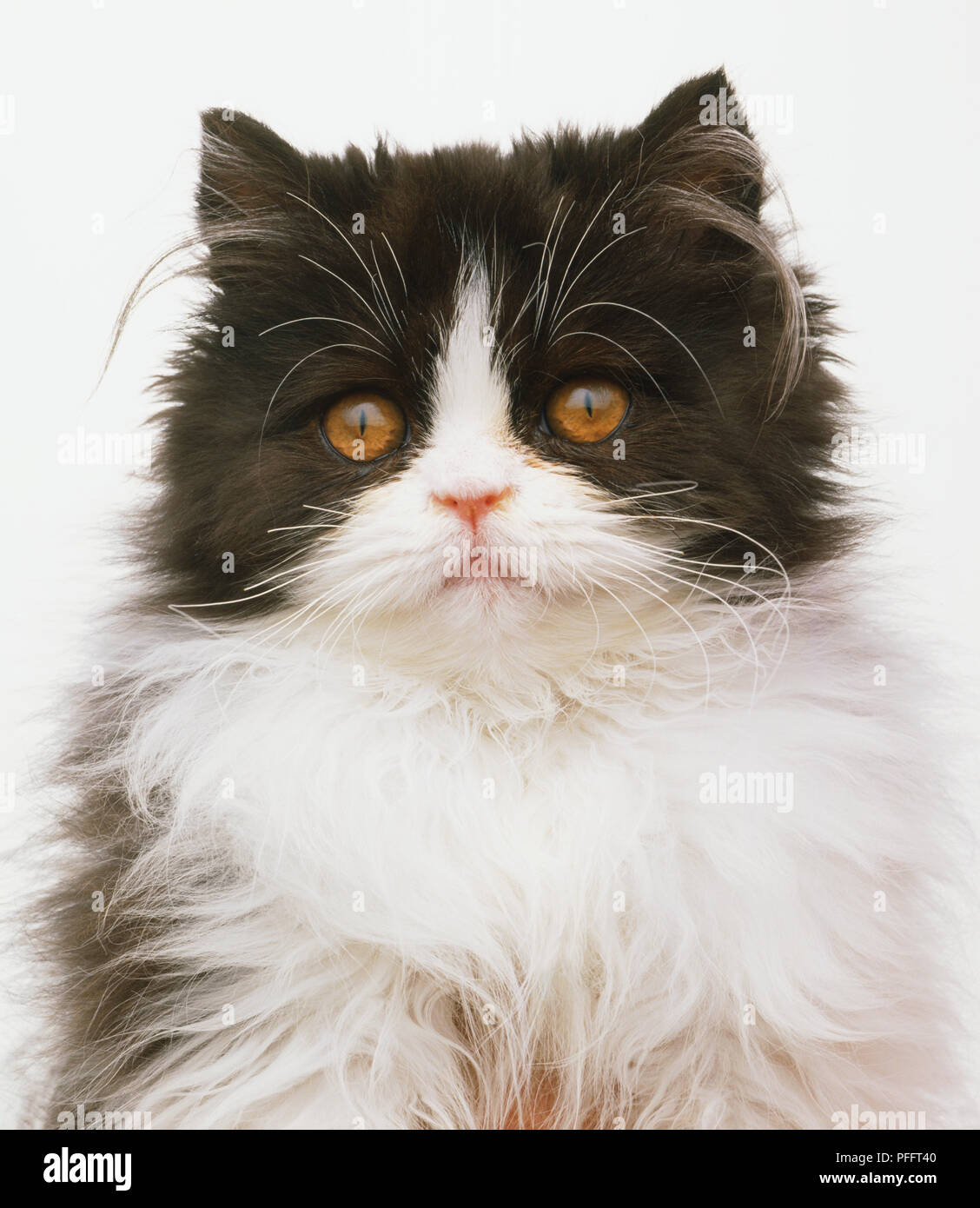 Bicolour hi-res stock photography and images - Alamy