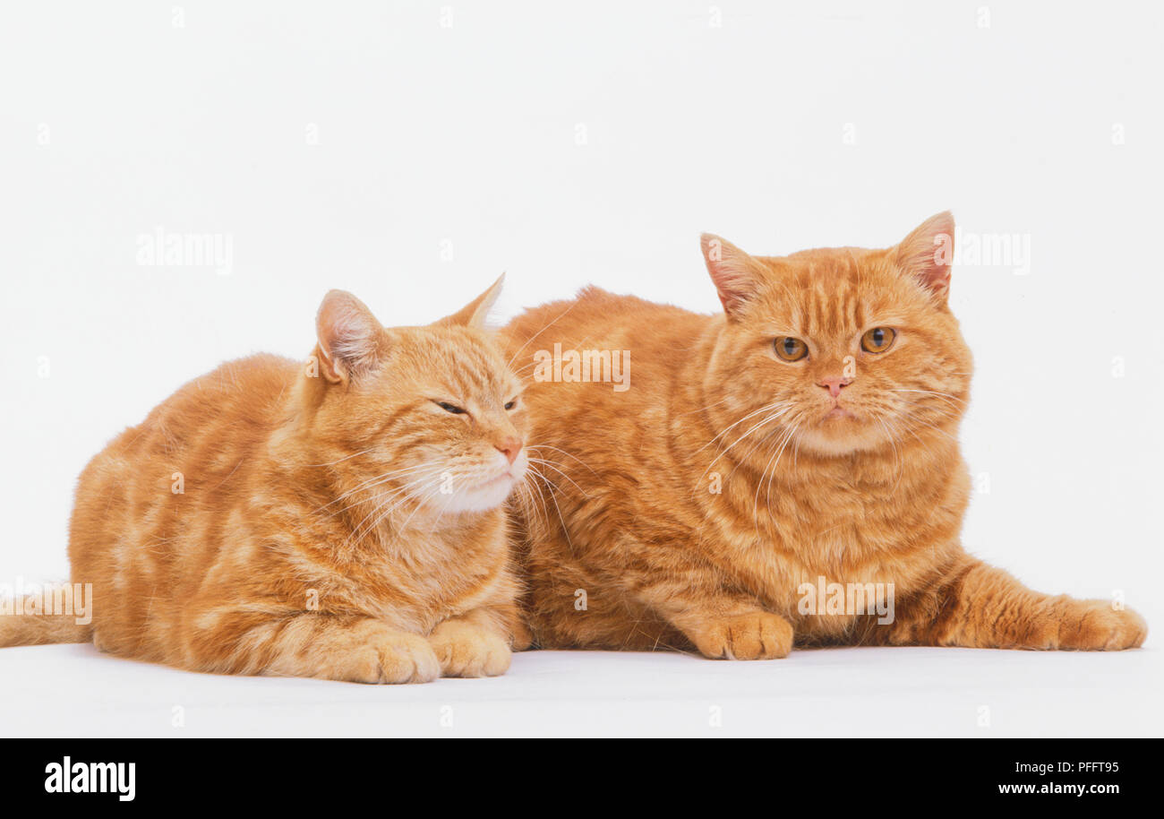 Two ginger Cats (Felis catus) lying down side by side, front view Stock ...