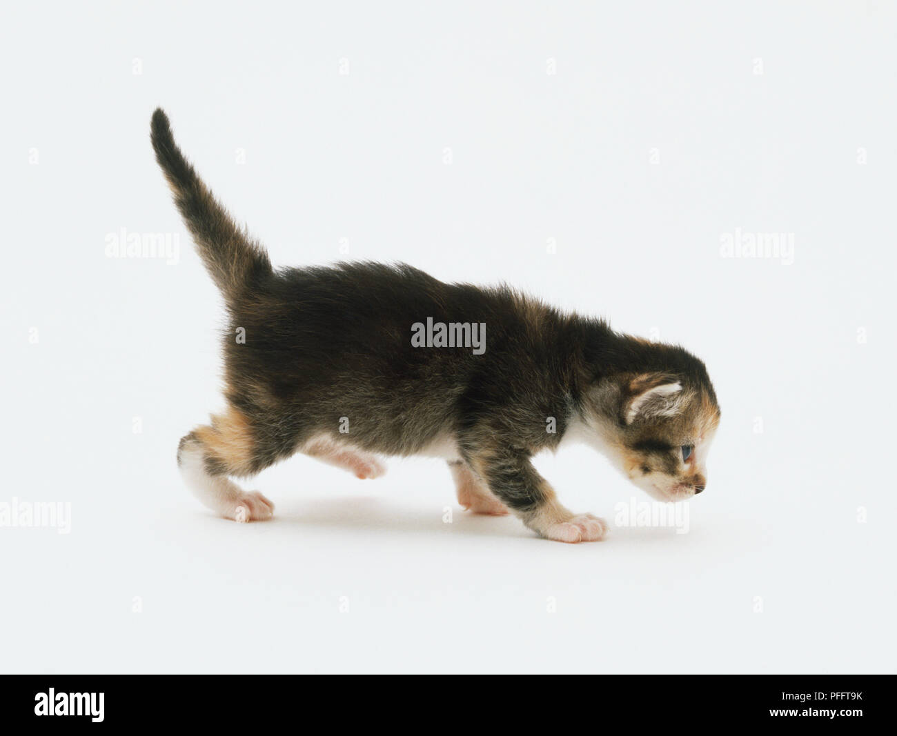 Brown tortoiseshell kitten (Felis catus), side view Stock Photo - Alamy