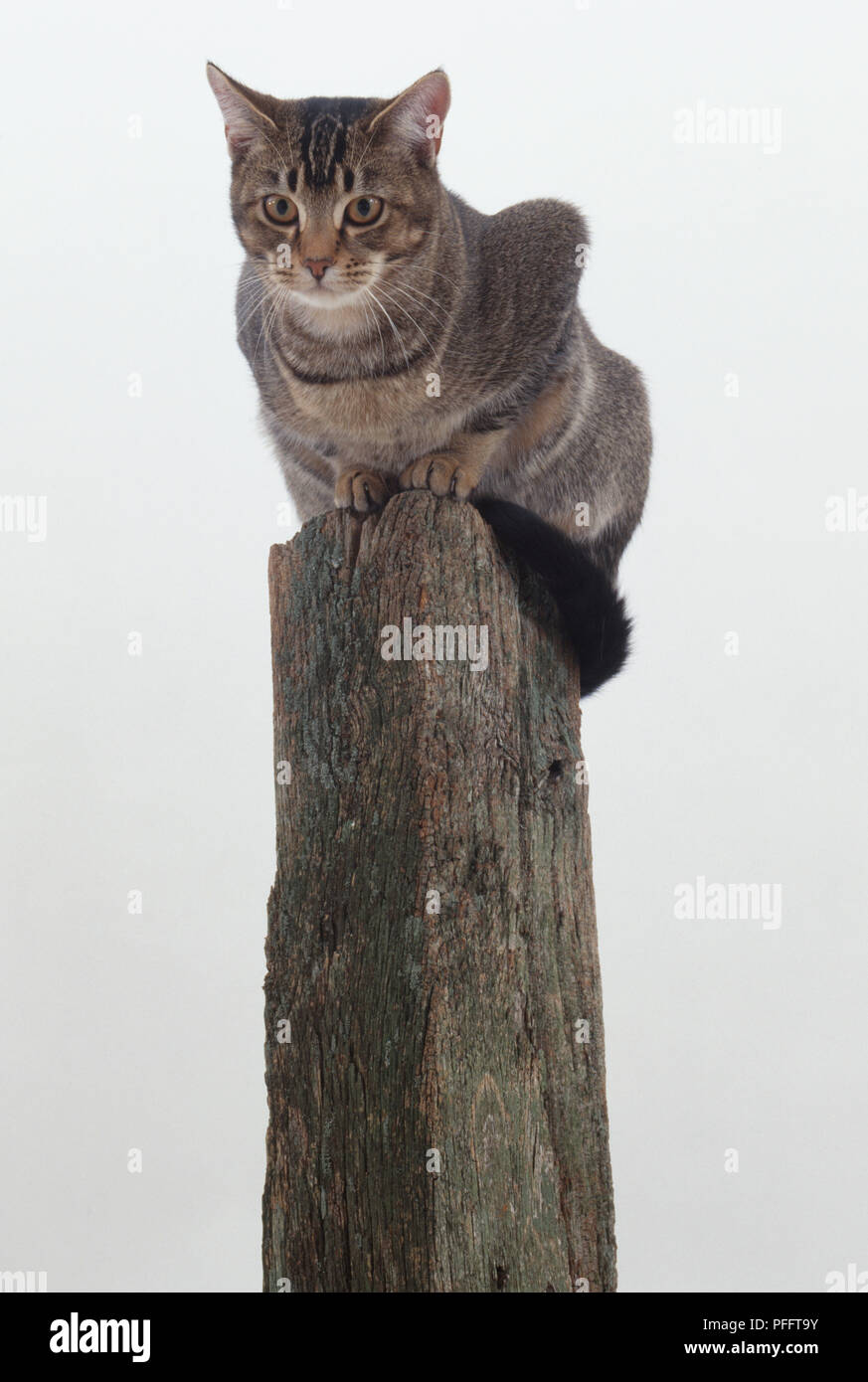 Top cat hi-res stock photography and images - Alamy