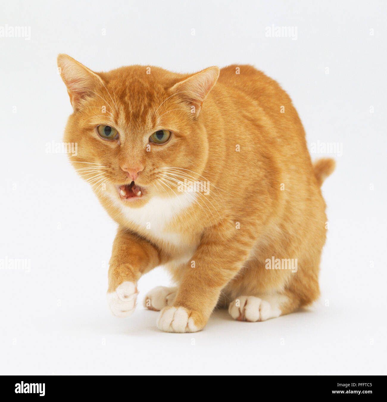 Ginger and white Cat (Felis catus) snarling, front view Stock Photo - Alamy