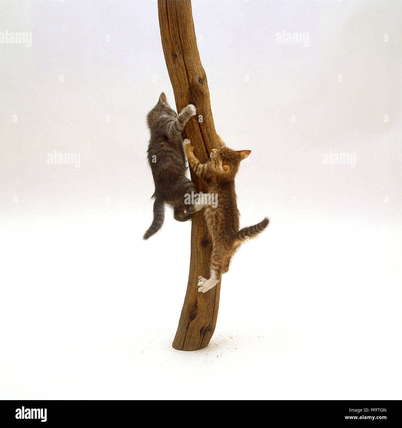 Two kittens climbing scratching post Stock Photo - Alamy