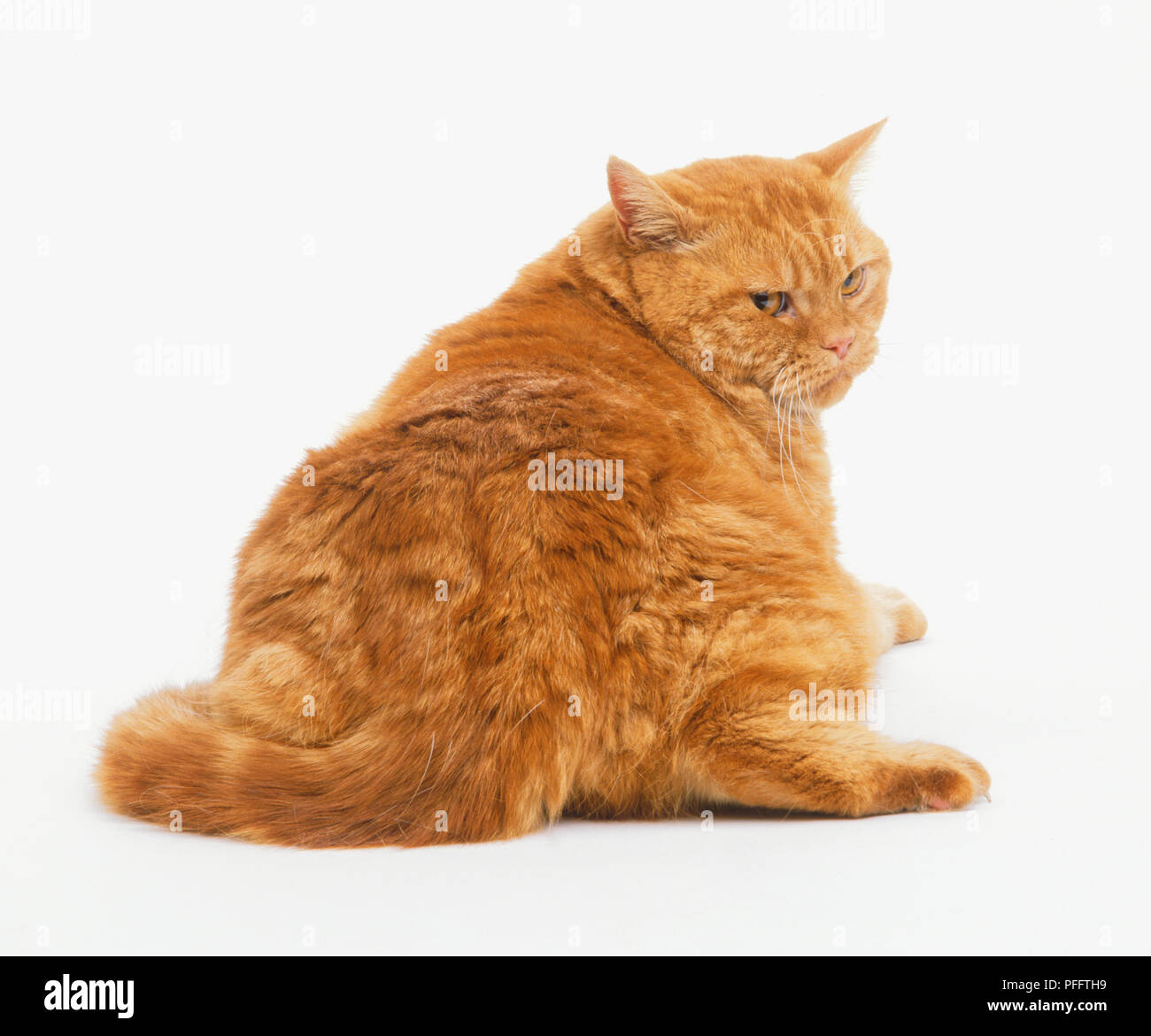 Ginger marmalade cat hi-res stock photography and images - Alamy
