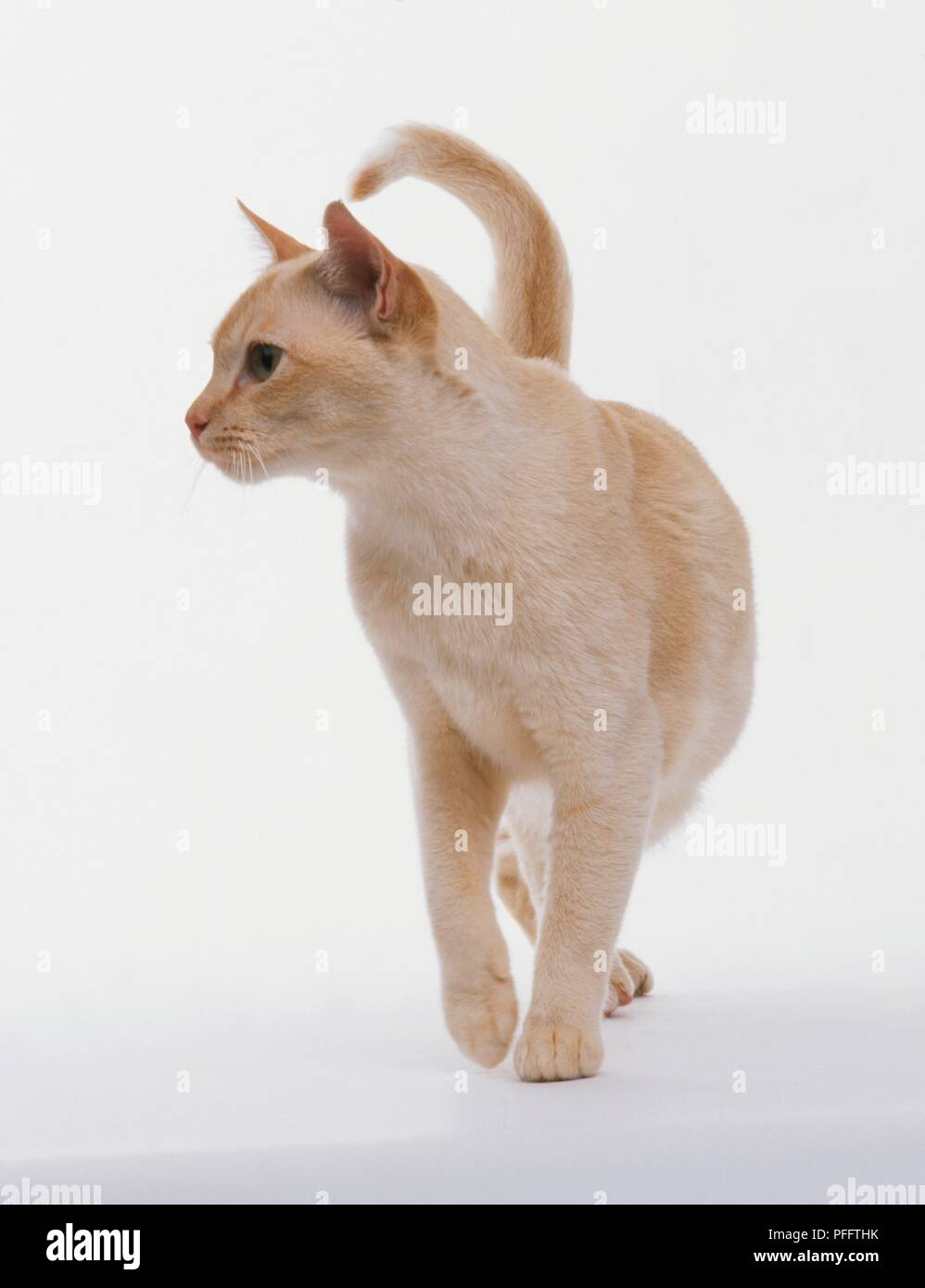 Cream Burmese cat walking, front view Stock Photo - Alamy