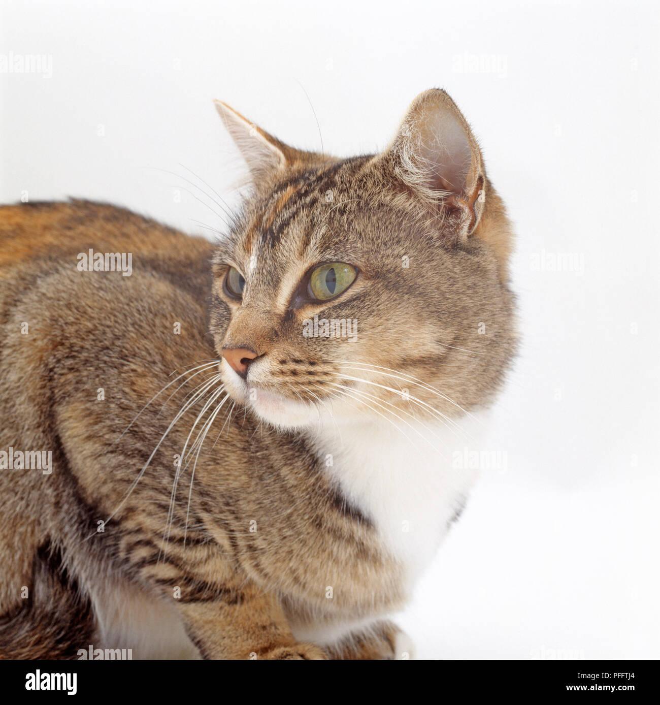 Ticked tabby hi-res stock photography and images - Alamy
